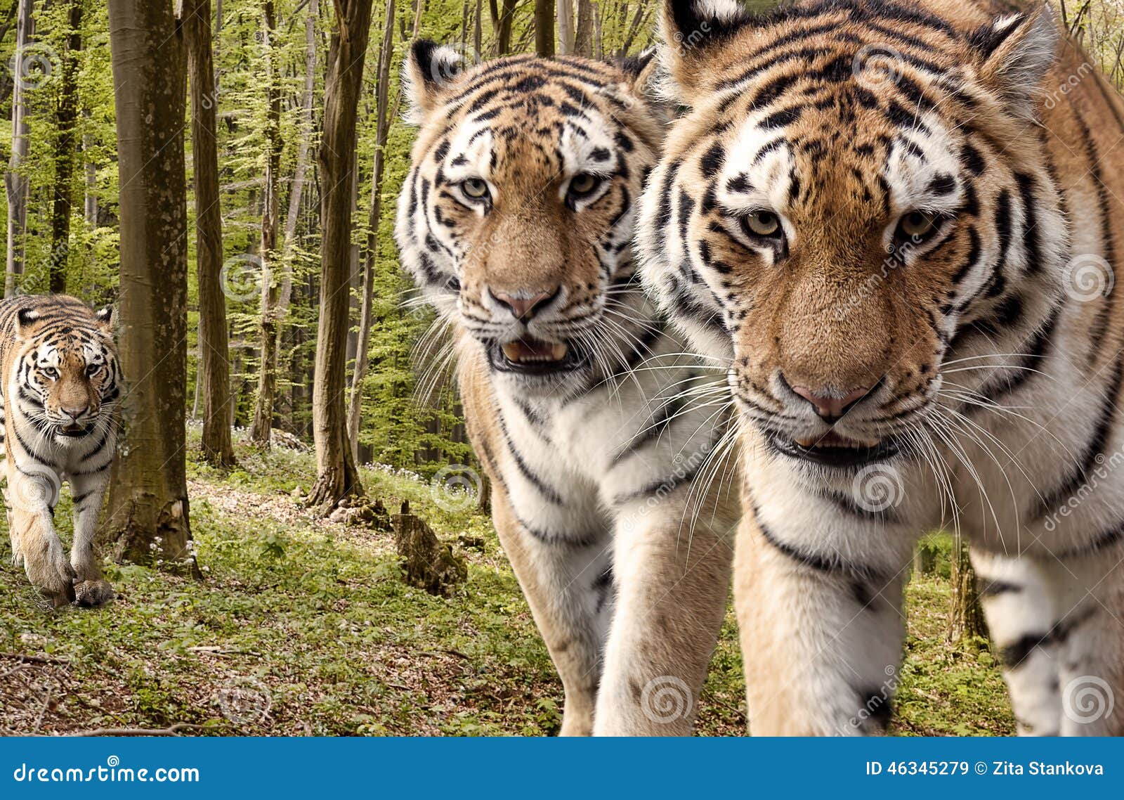Curious Tigers in the Forest Stock Image - Image of forest, amur: 46345279