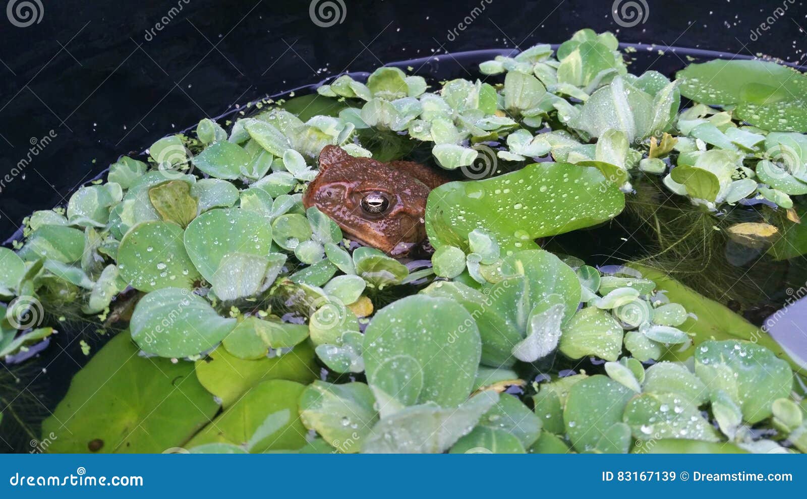 Curious Toad stock image. Image of lilies, toad, water - 83167139