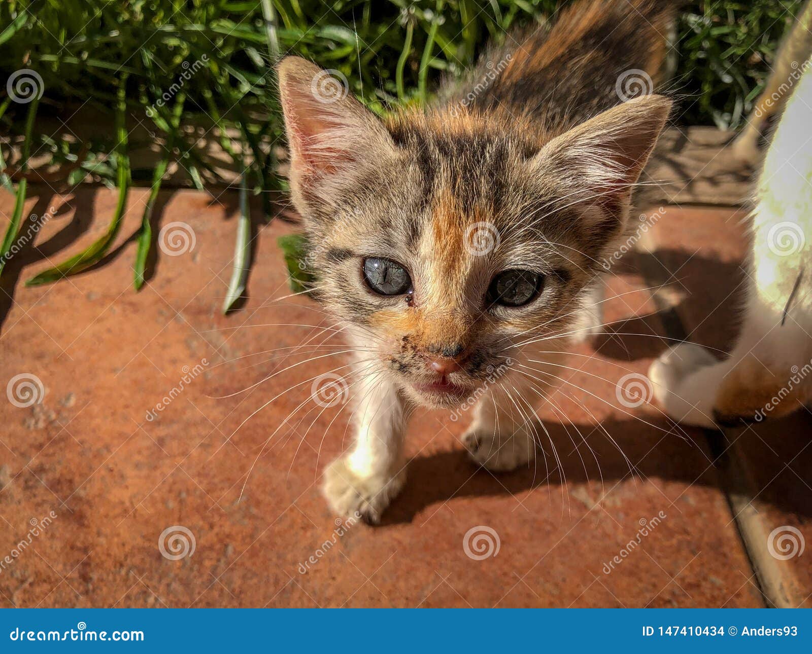 Curious Tortoishell Calico Kitten Meowing Stock Photo - Image of kitten ...