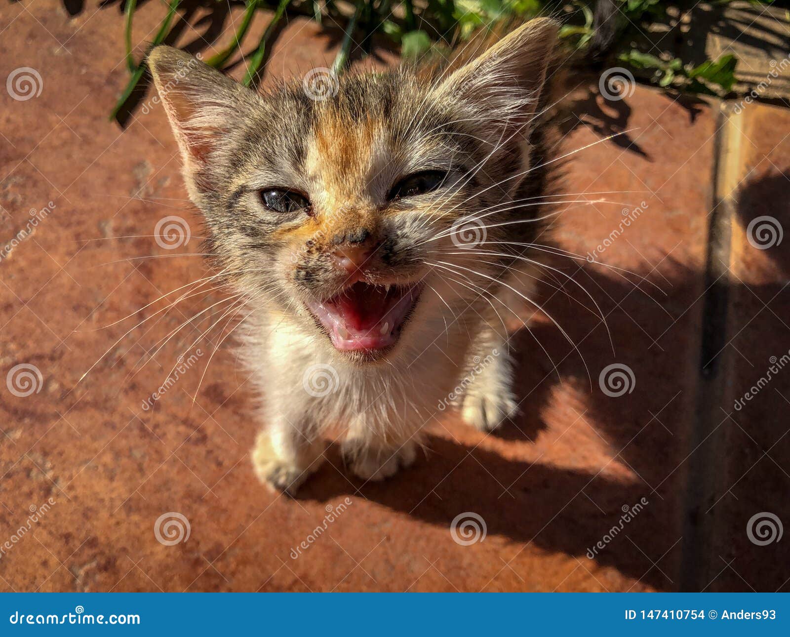 Curious Tortoishell Calico Kitten Meowing Stock Photo - Image of green ...