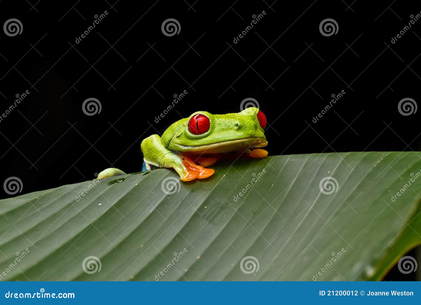 Curious tree frog stock photo. Image of animal, smile - 21200012