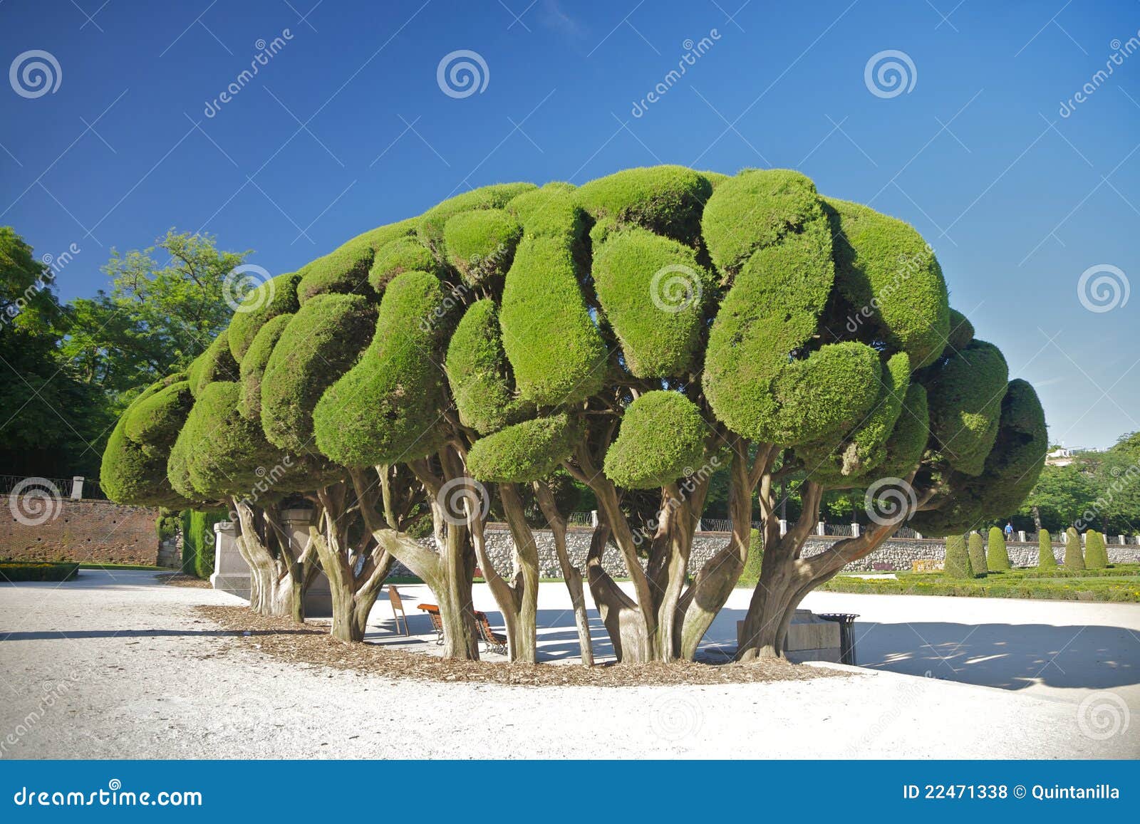 Curious Tree in Madrid Park Stock Photo - Image of europe, plant: 22471338