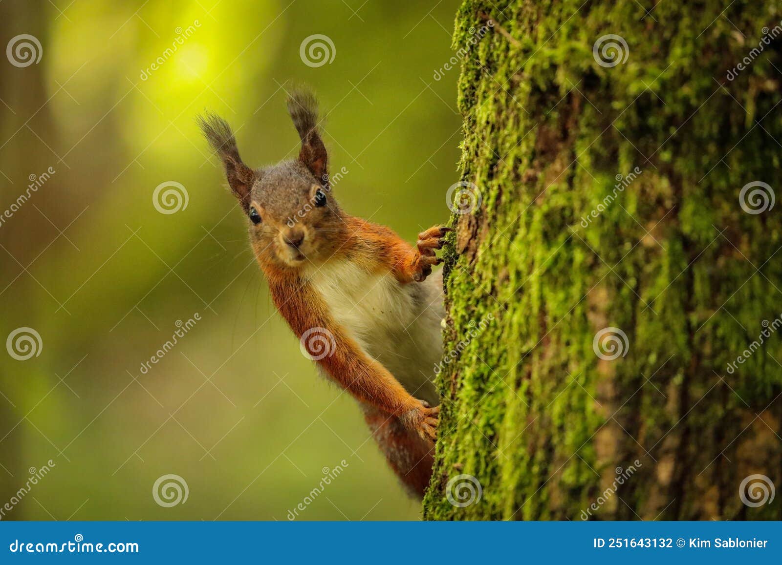 Curious Top Tree Stock Photo | CartoonDealer.com #182483094