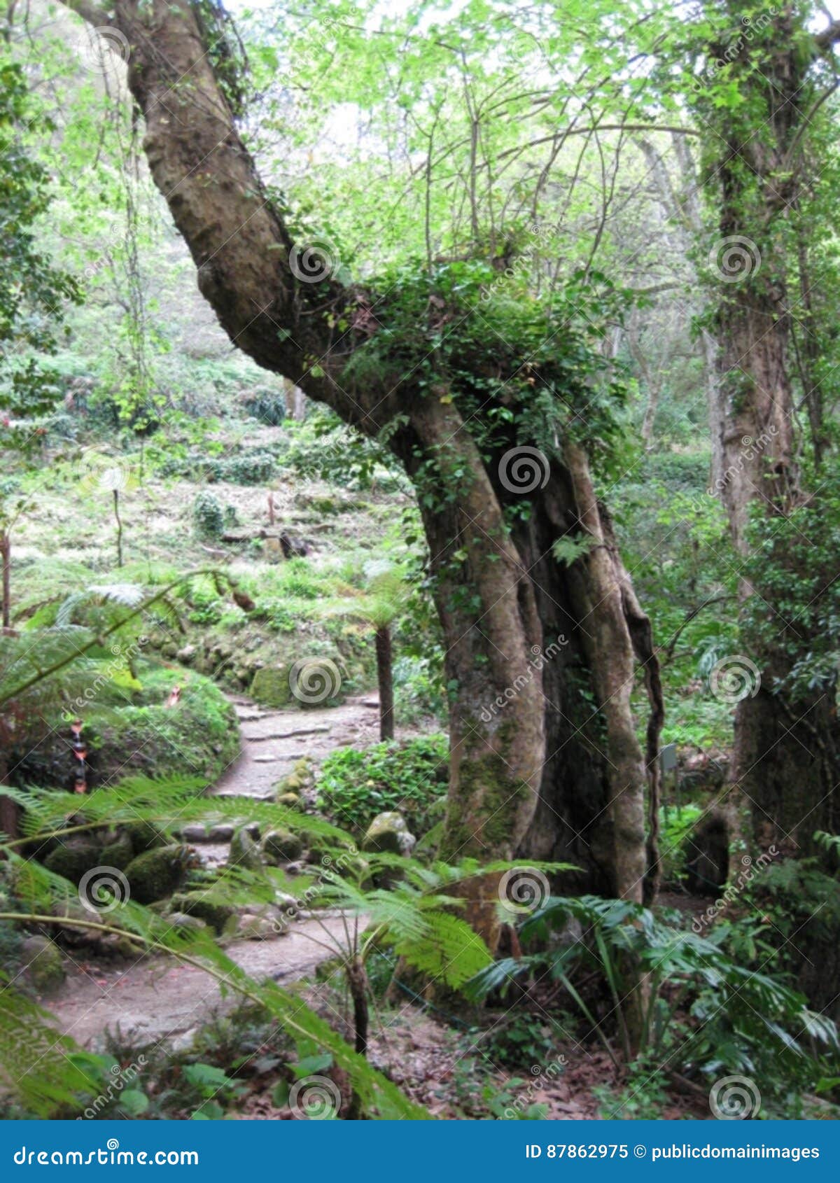 Curious-tree-trunk-shape Picture. Image: 87862975