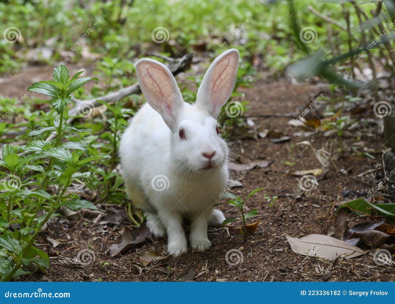 Curious and Trusting White Rabbit Stock Photo - Image of curious ...