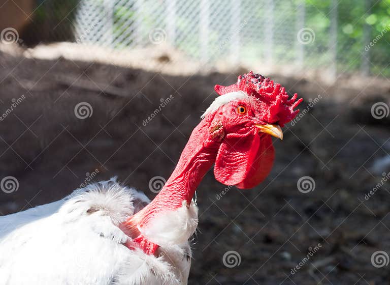 Curious turkey stock photo. Image of looking, cocky, male - 19707038