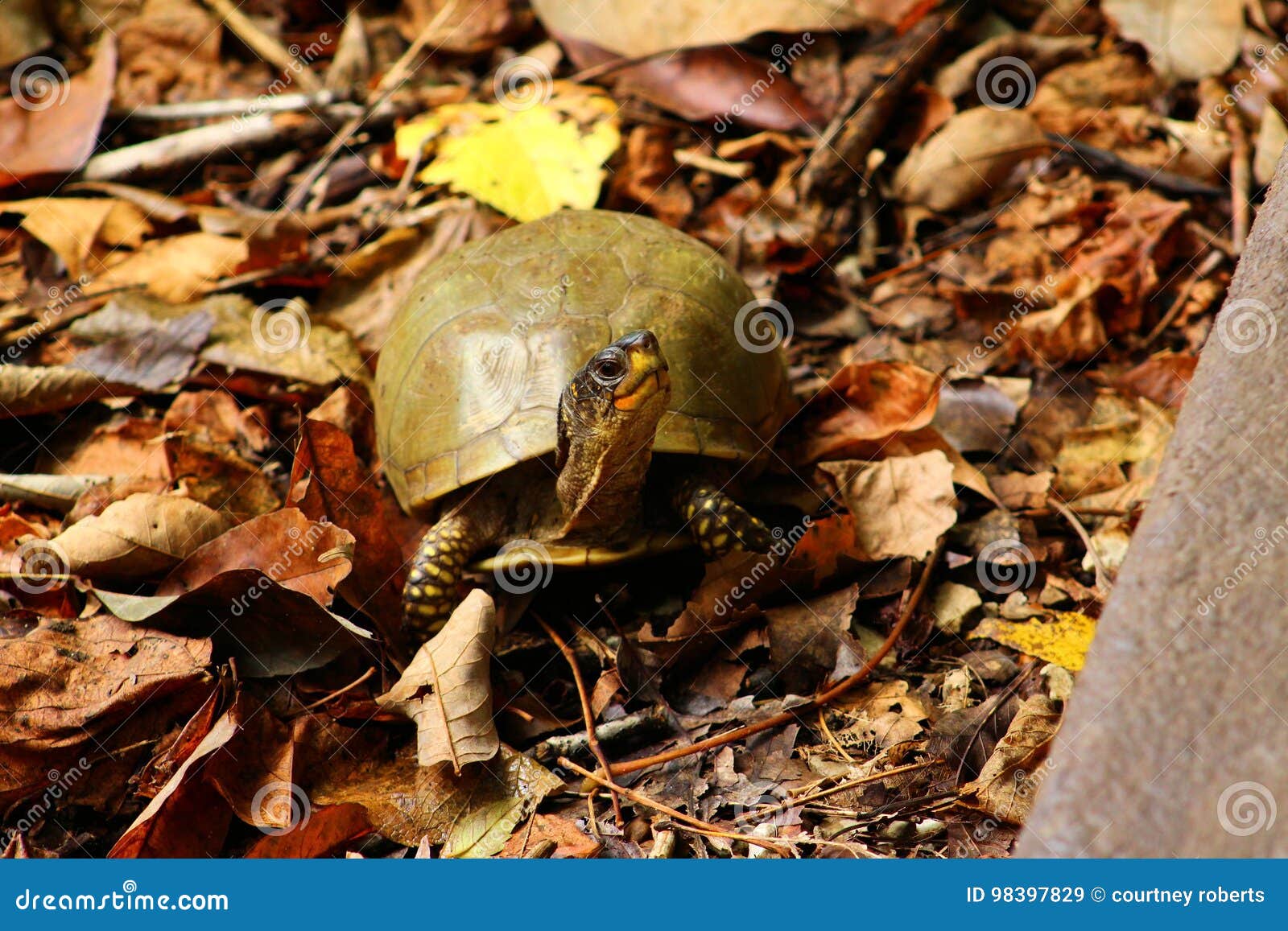 Curious turtl stock image. Image of beautiful, turtle - 98397829