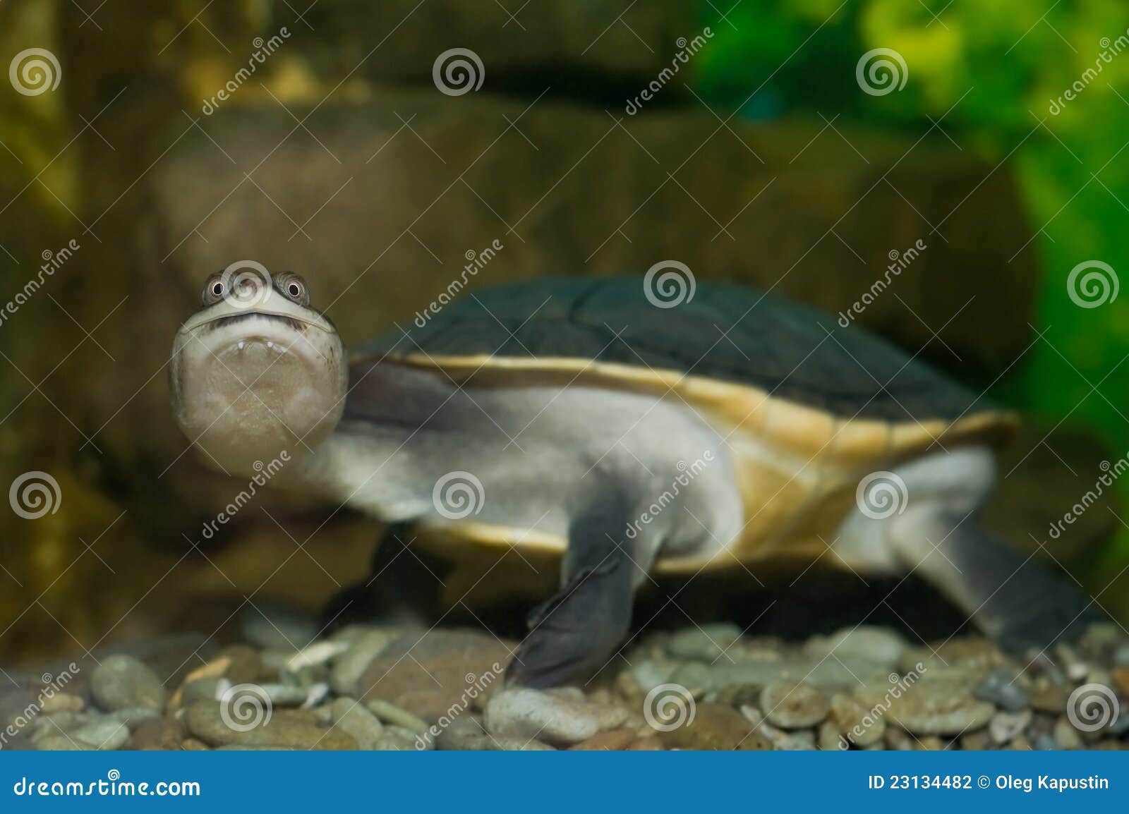 Curious turtle stock photo. Image of bending, turtle - 23134482