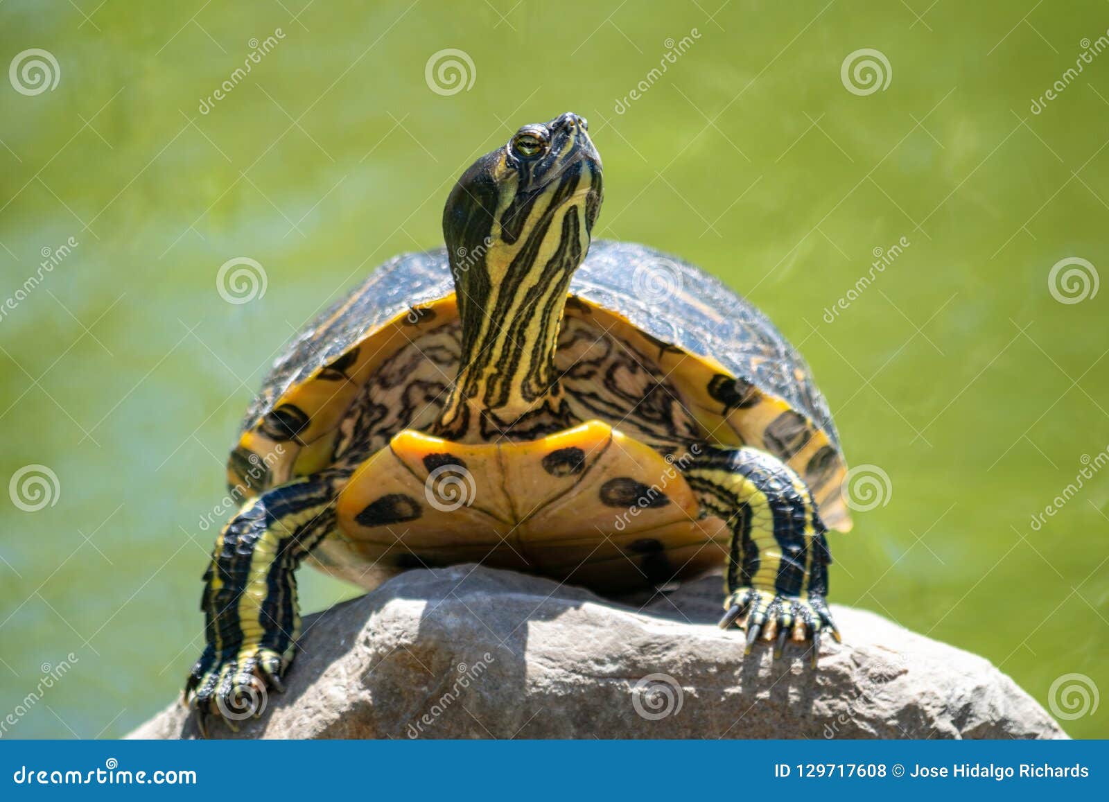 A Curious Turtle Having a Look Around Stock Photo - Image of fruit ...