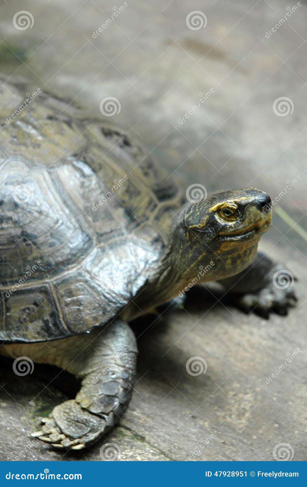 Curious Turtle stock image. Image of staring, young, yellowheaded ...