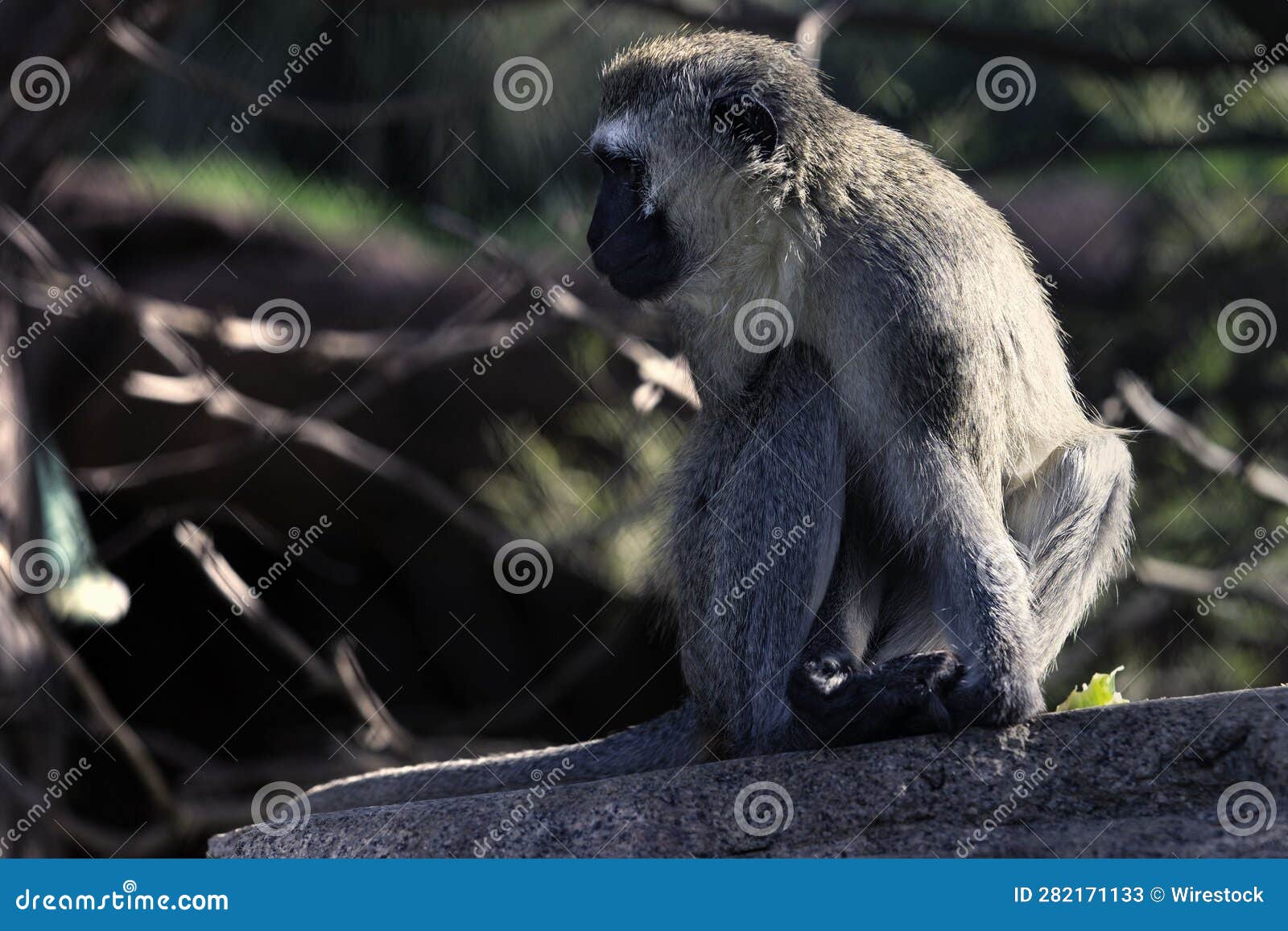 Curious Vervet Monkey Perched Atop a Large Grey Boulder in a Forest ...