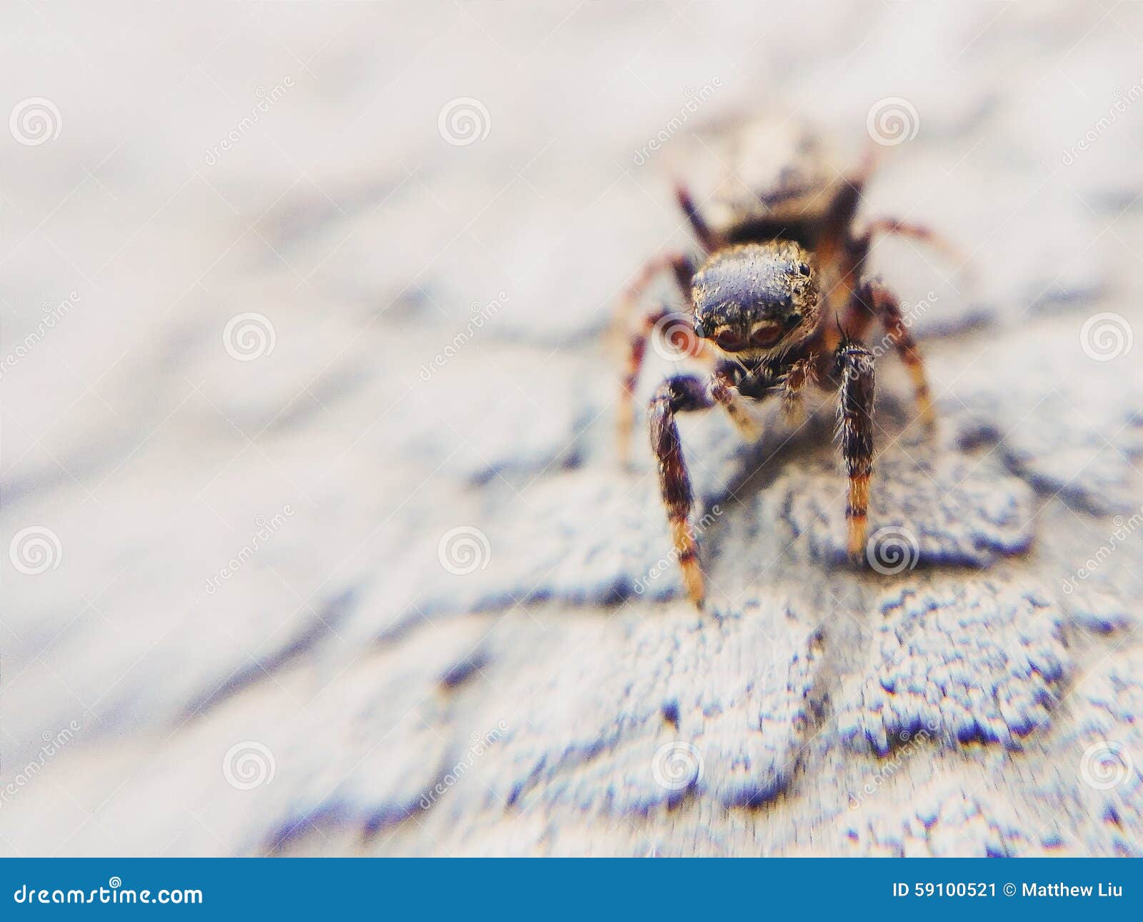 Curious Wandering Jumping Spider Stock Image - Image of vscocam ...