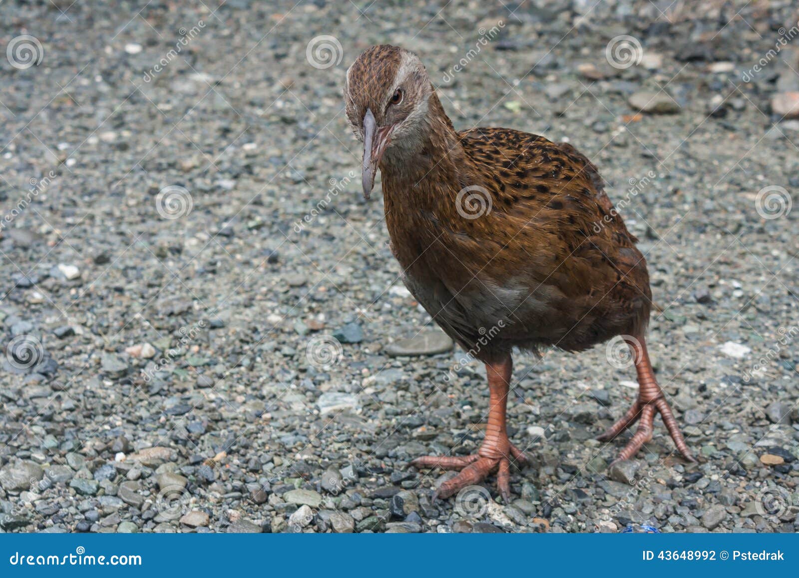 A Curious Weka Bird Hiking The Famous Abel Tasman Coast Track Stock ...