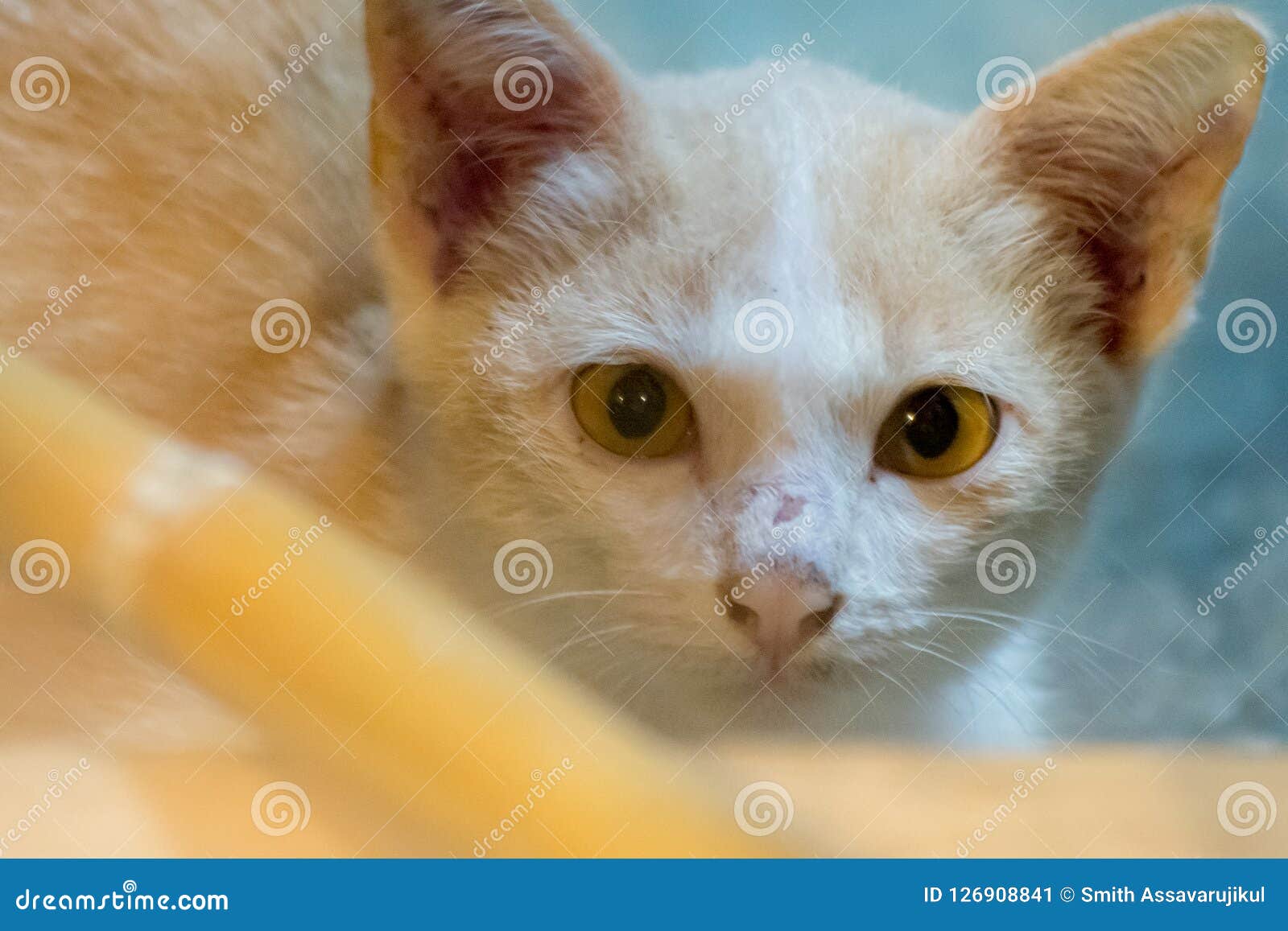 Curious cat stock image. Image of lover, pets, curious - 126908841