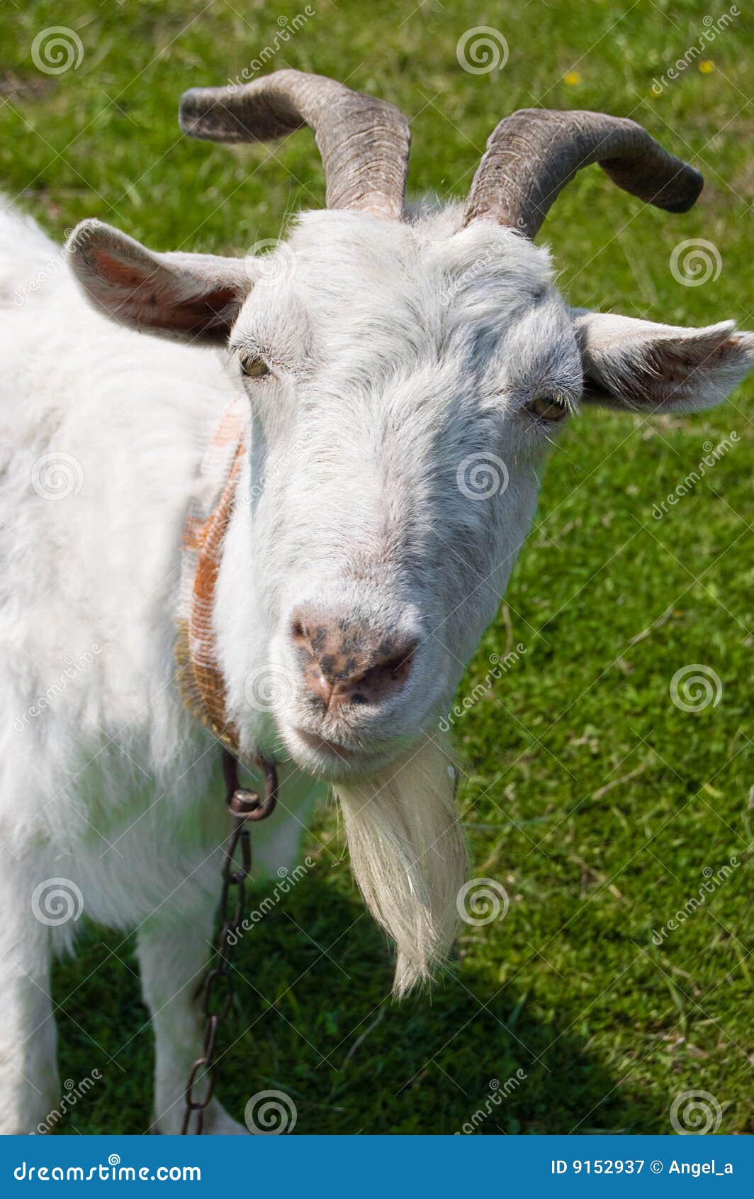 Curious white goat stock image. Image of goat, range, pose - 9152937