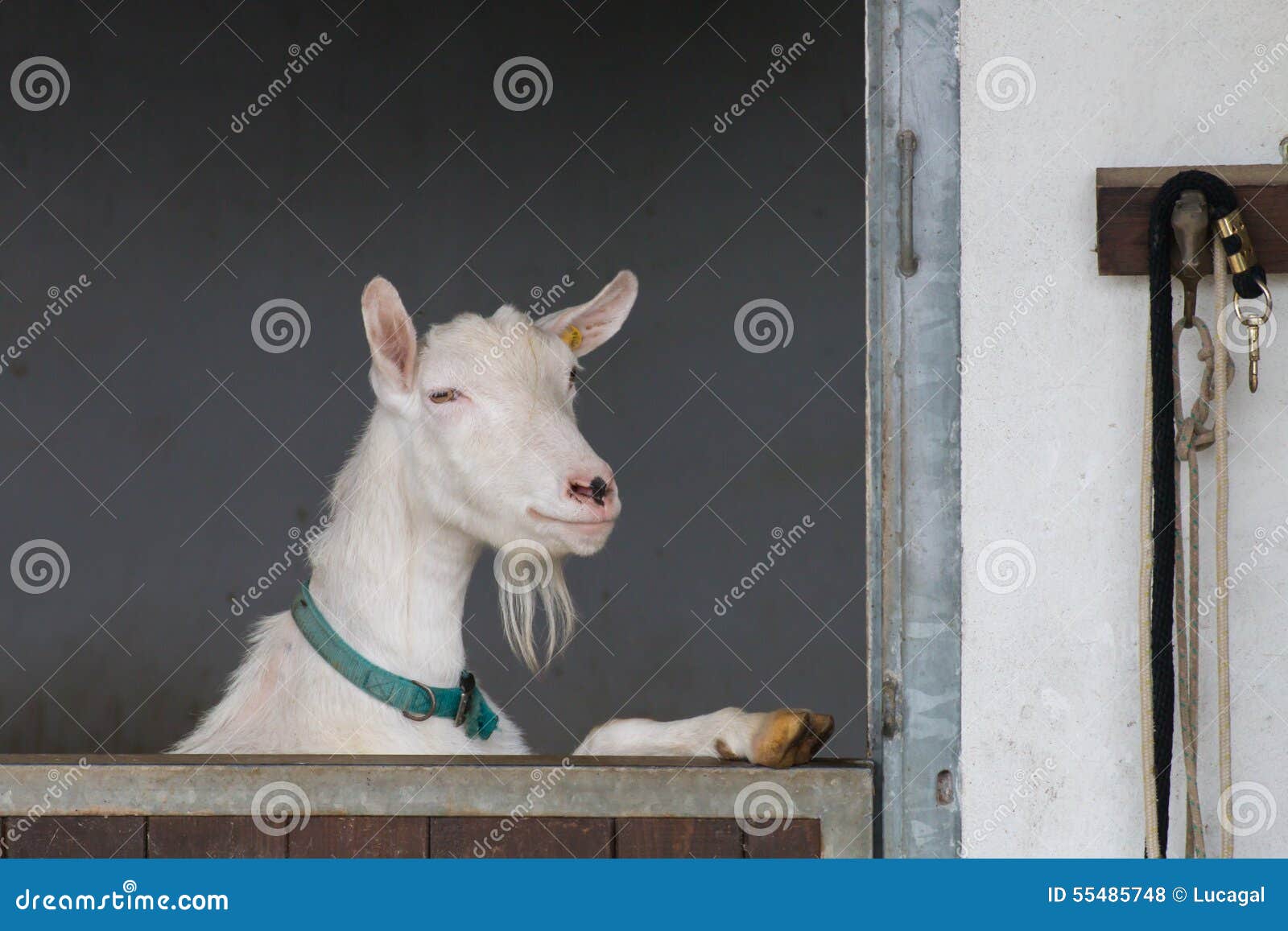 White Goat Standing on Hind Legs Looking Outside the Stable Stock Photo ...