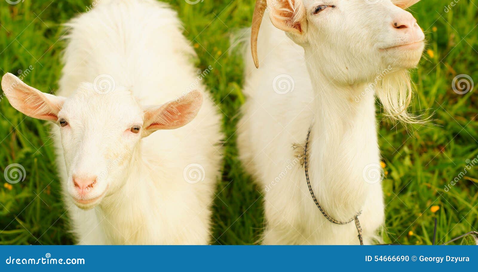 Curious white goats stock photo. Image of curious, nice - 54666690