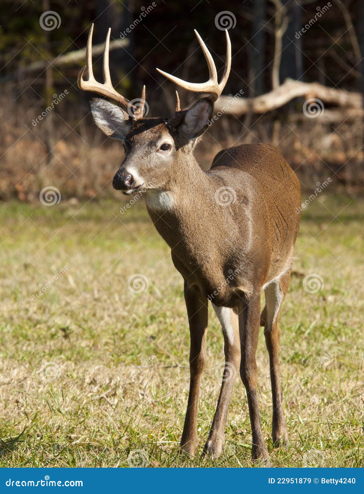 Curious White Tailed Deer Buck Stock Image - Image of buck, tailed ...
