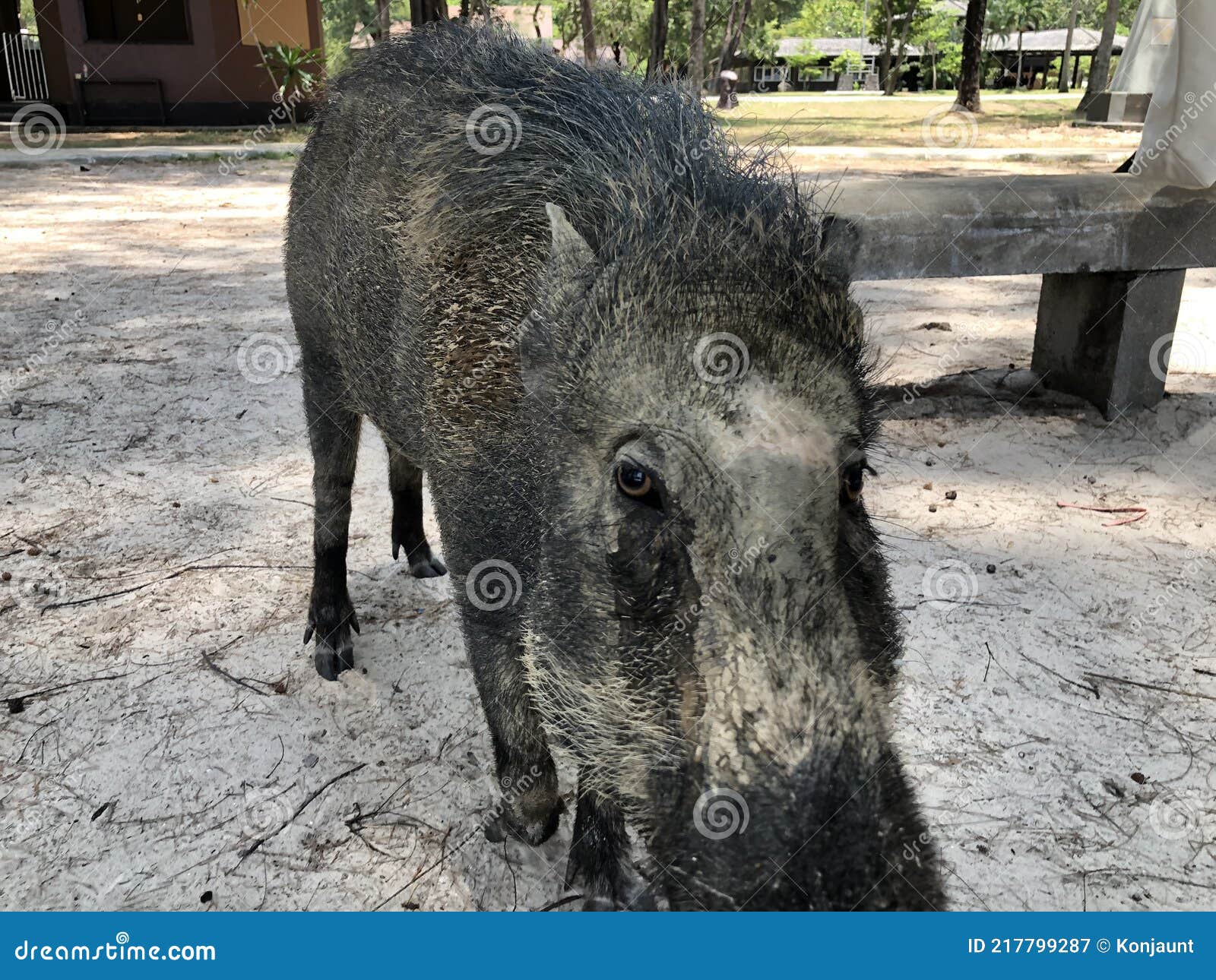Curious Wild Boar Looking at the Camera Stock Image - Image of forest ...