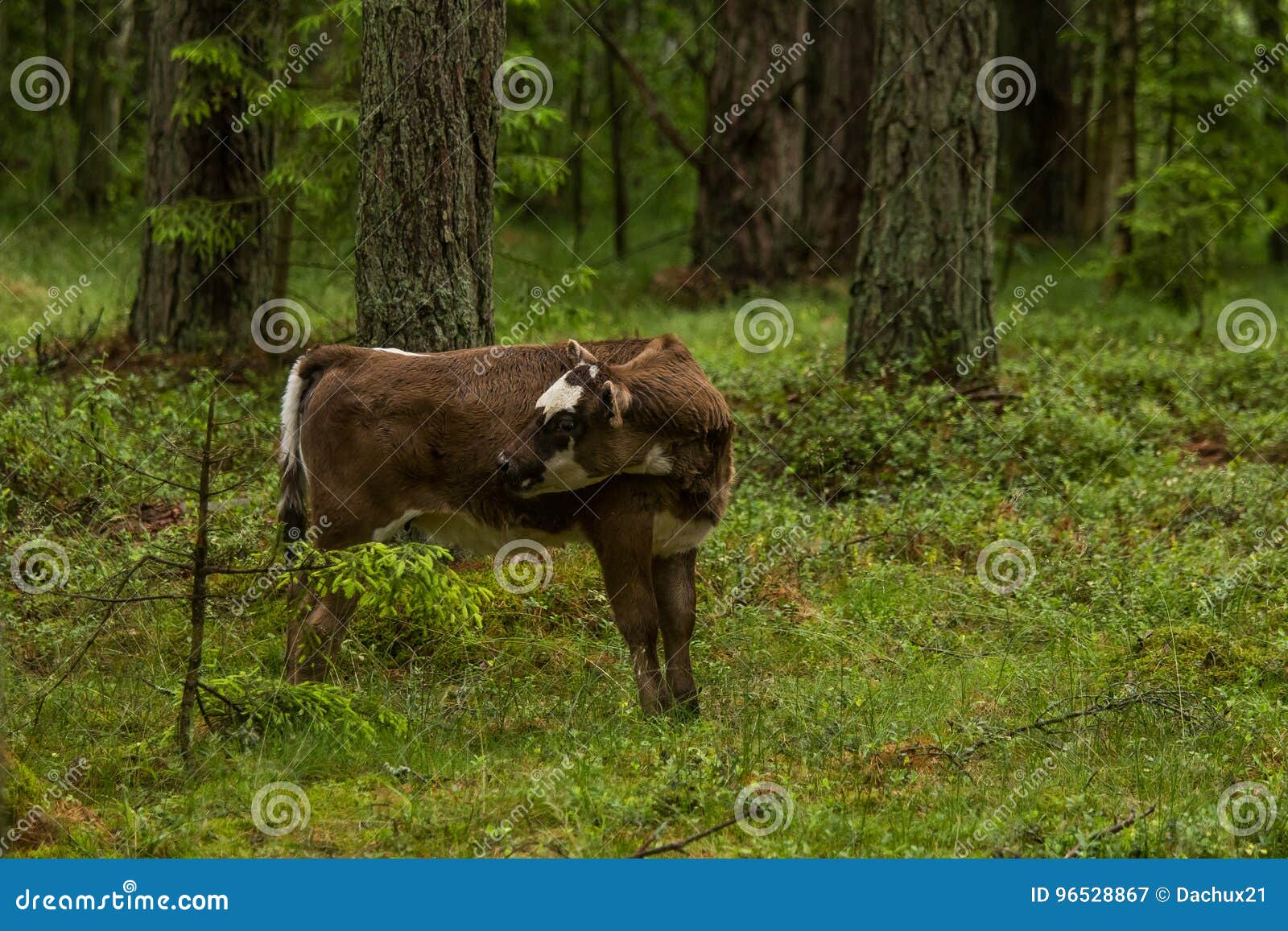 A Curious Wild Cows in a Forest. Mother Cows with Calf Stock Image ...