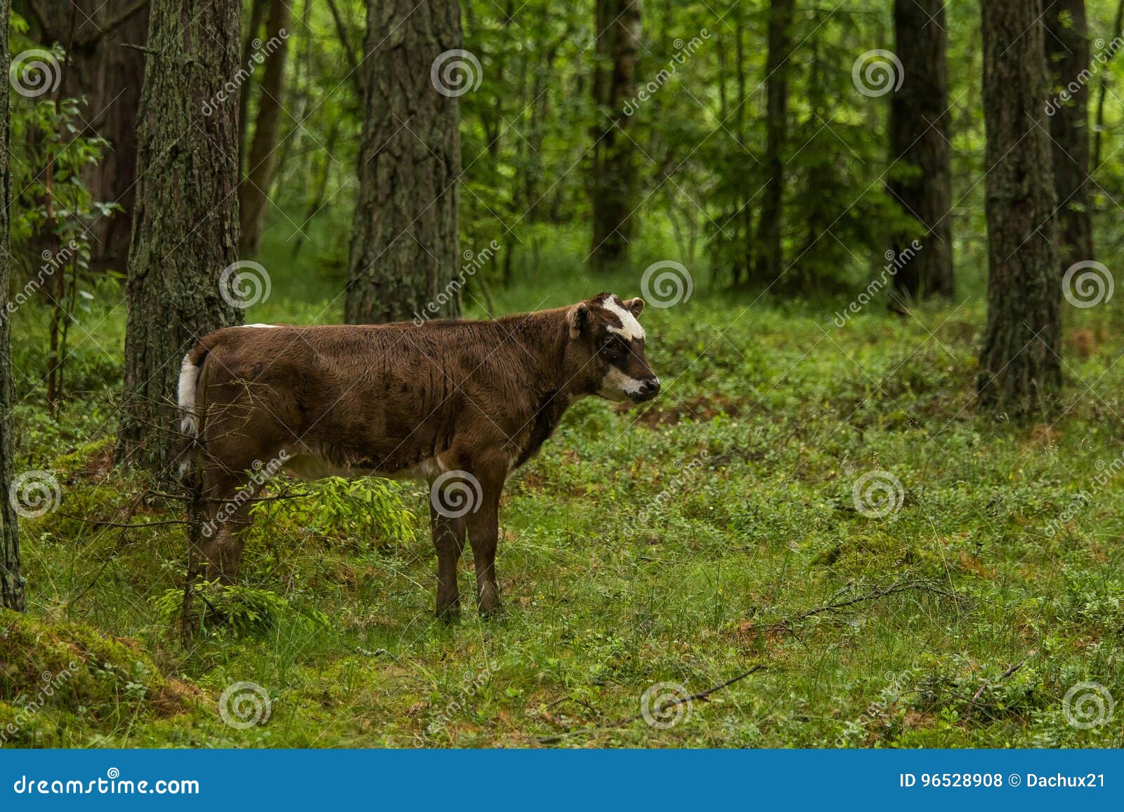 A Curious Wild Cows in a Forest. Mother Cows with Calf Stock Photo ...