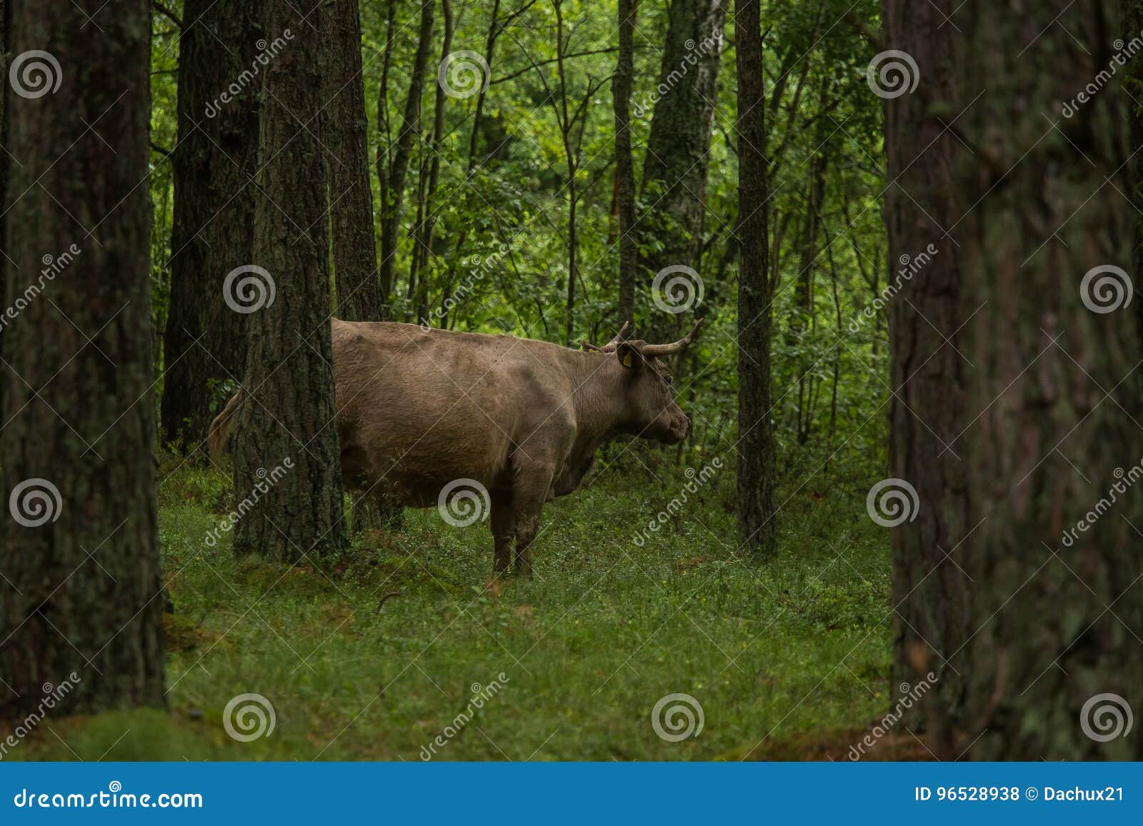 A Curious Wild Cows in a Forest. Mother Cows with Calf Stock Photo ...