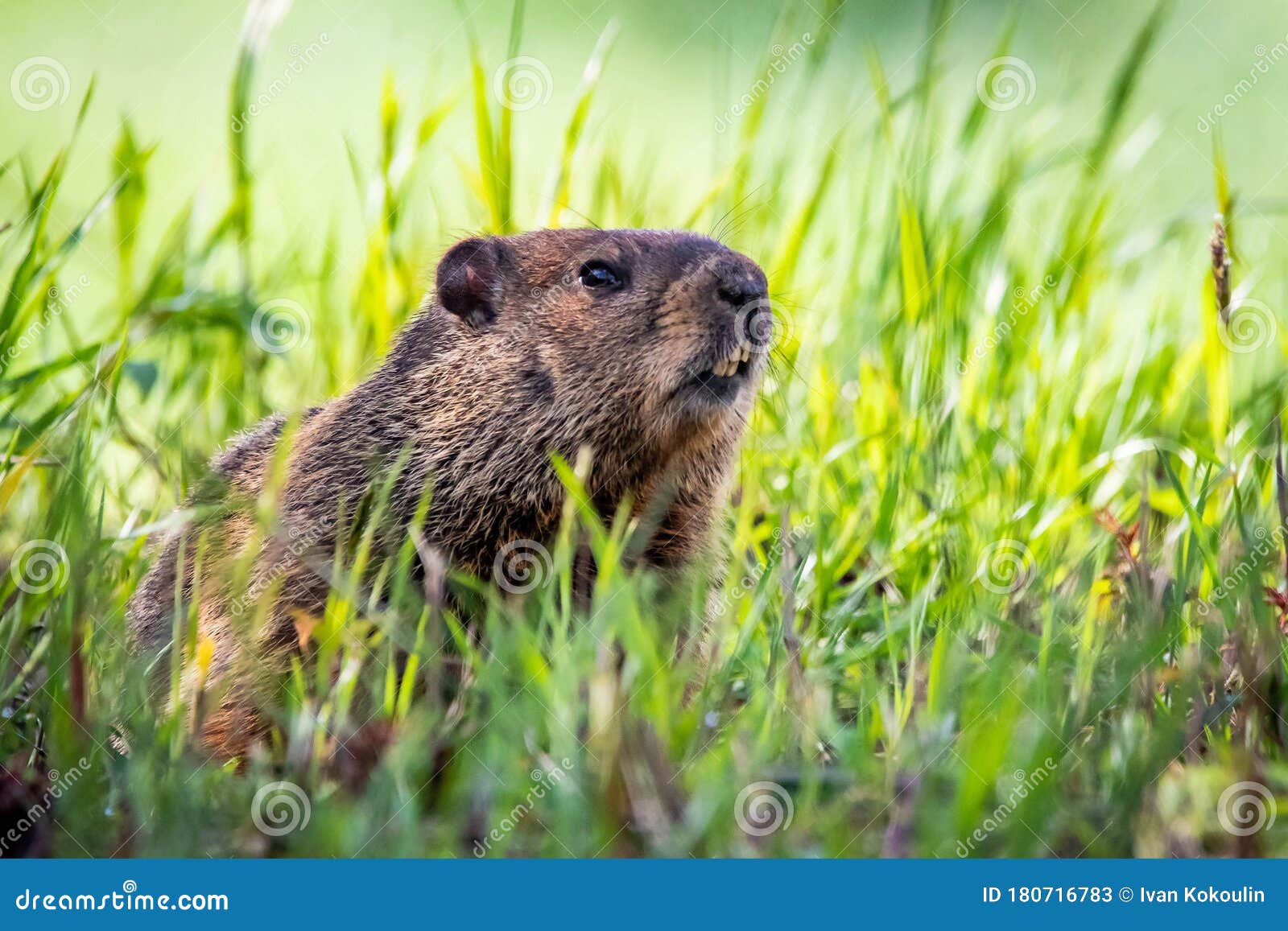 Curious Wild Groundhog on the Field Alone Stock Image - Image of rodent ...