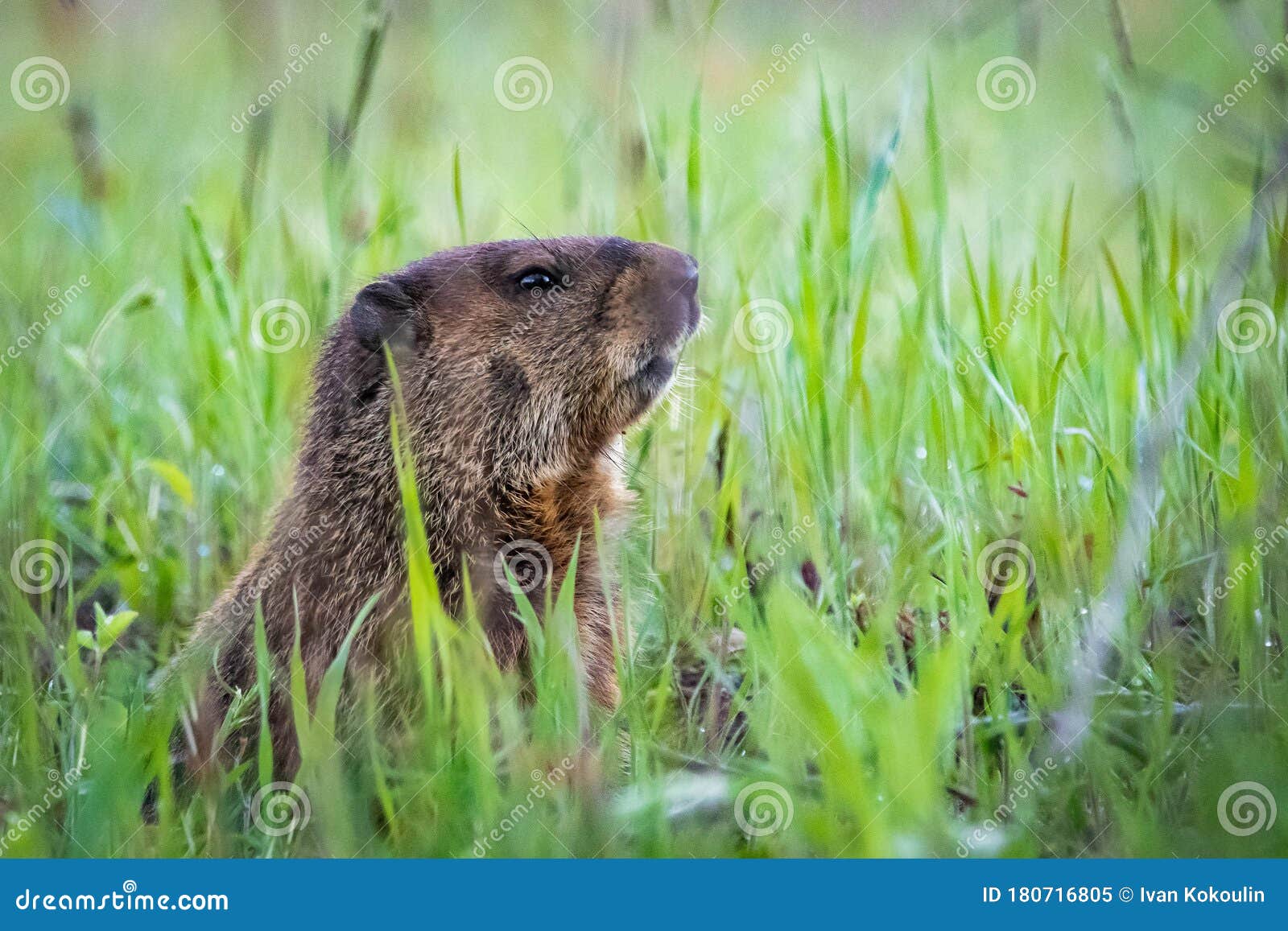 Curious Wild Groundhog on the Field Alone Stock Image - Image of marmot ...