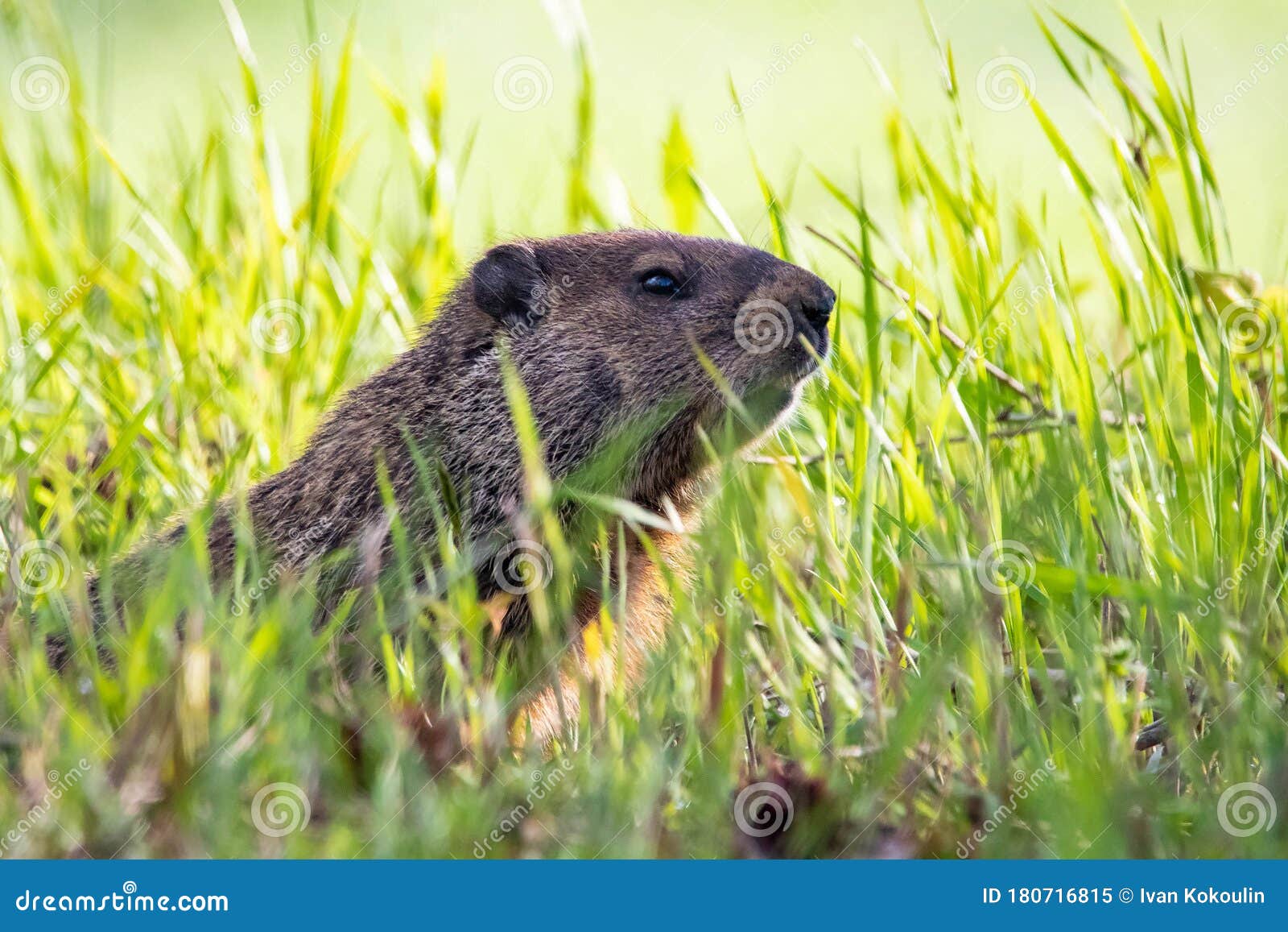 Curious Wild Groundhog on the Field Alone Stock Image - Image of brown ...