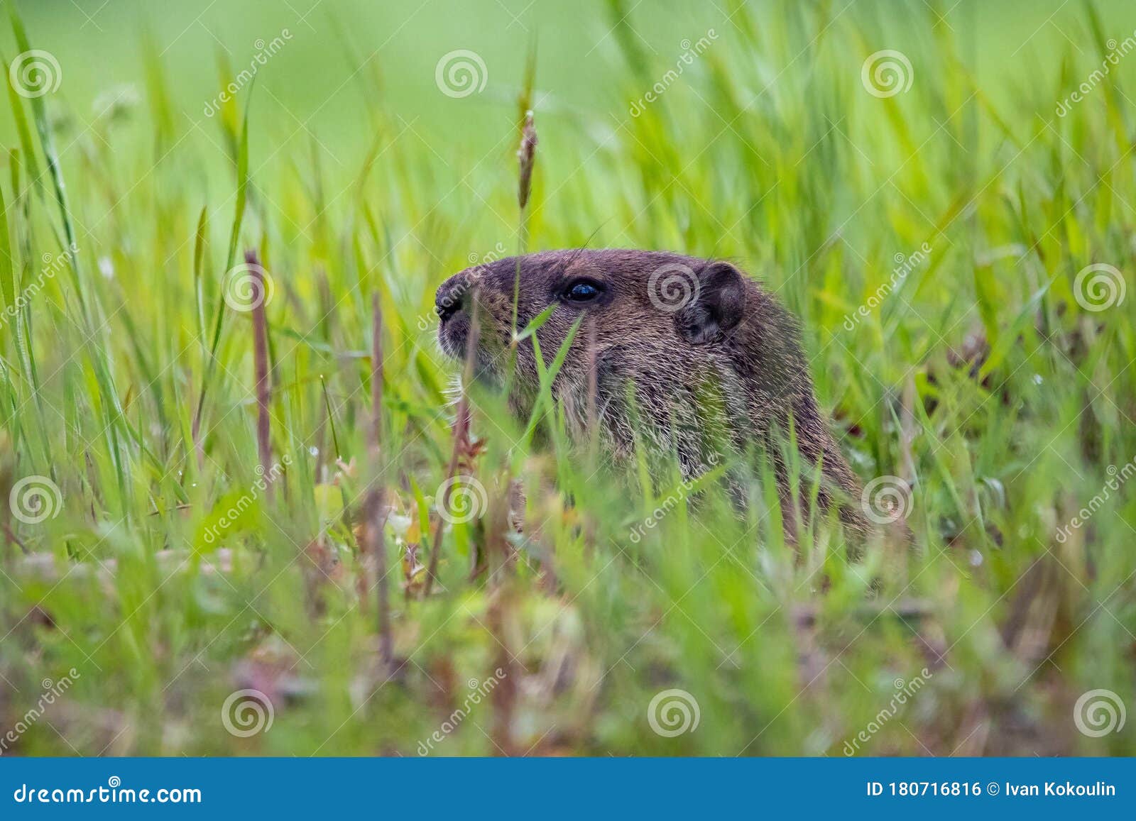Curious Wild Groundhog on the Field Alone Stock Photo - Image of steppe ...