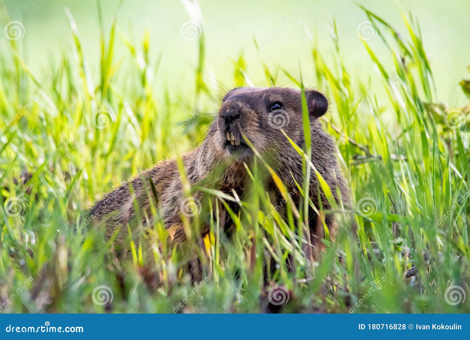 Curious Wild Groundhog on the Field Alone Stock Photo - Image of ...