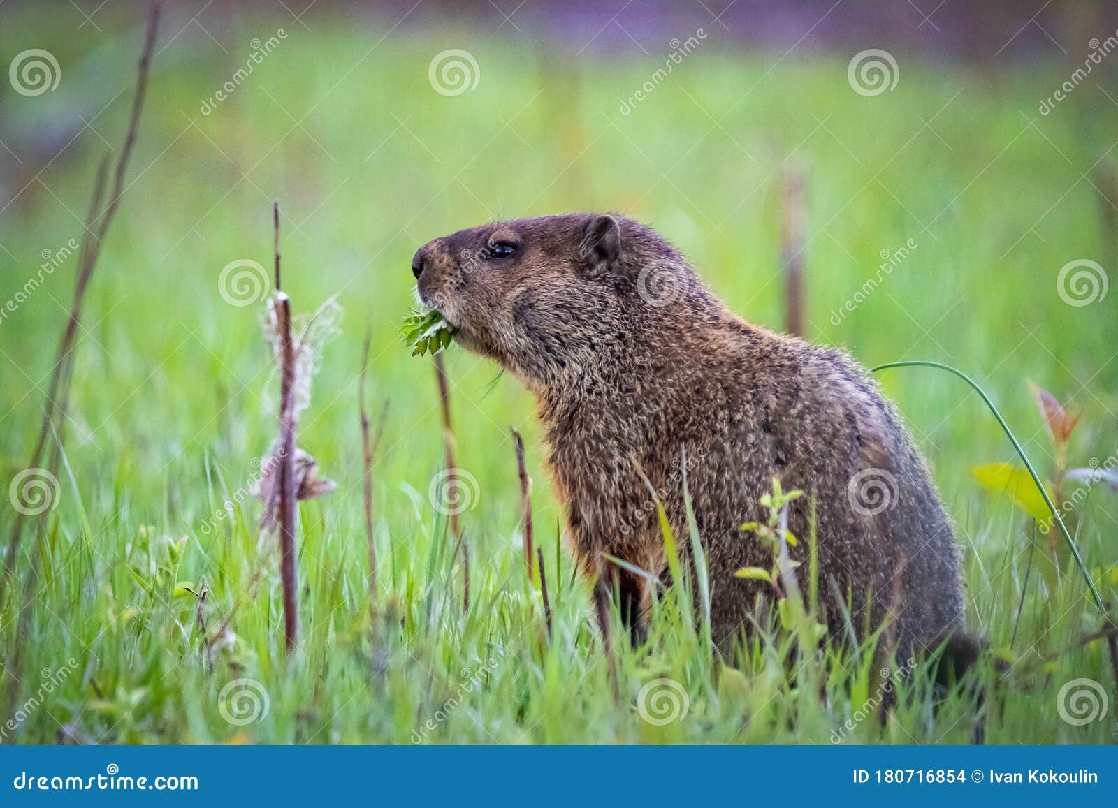 Curious Wild Groundhog on the Field Alone Stock Photo - Image of green ...