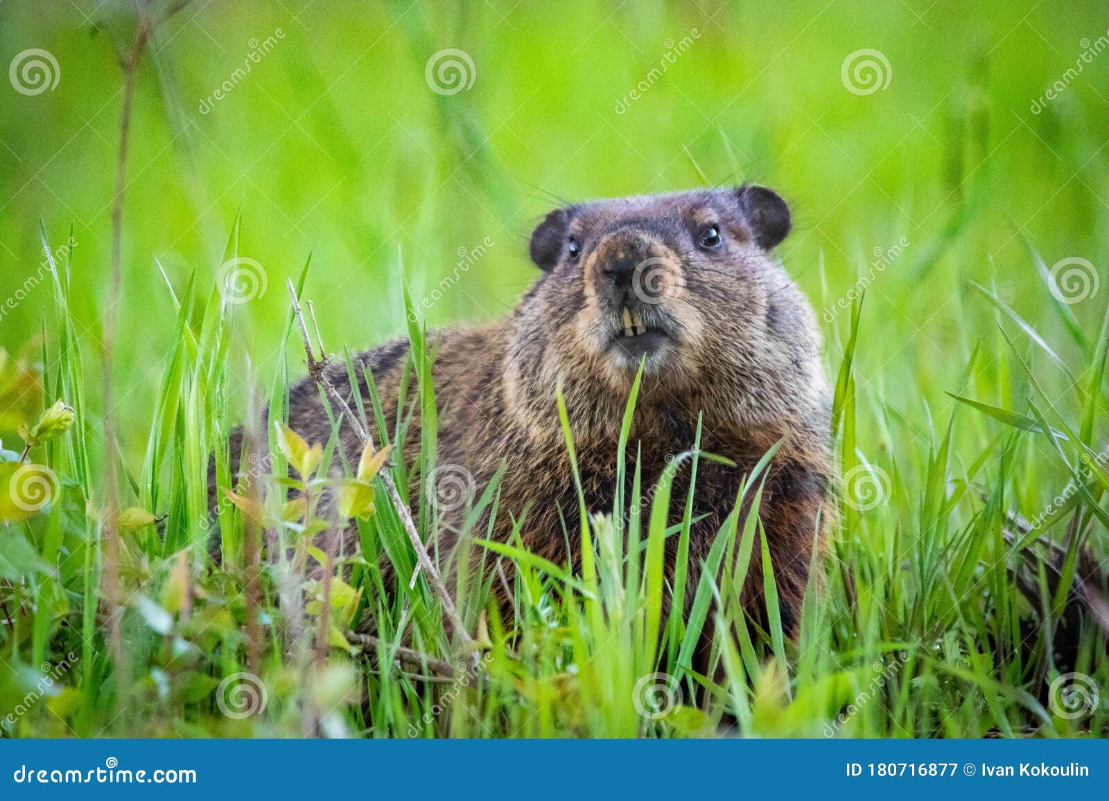 Curious Wild Groundhog on the Field Alone Stock Image - Image of spring ...