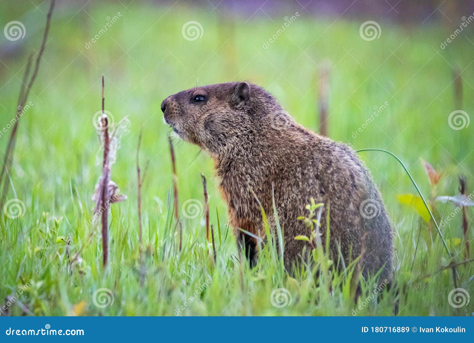 Curious Wild Groundhog on the Field Alone Stock Image - Image of nature ...