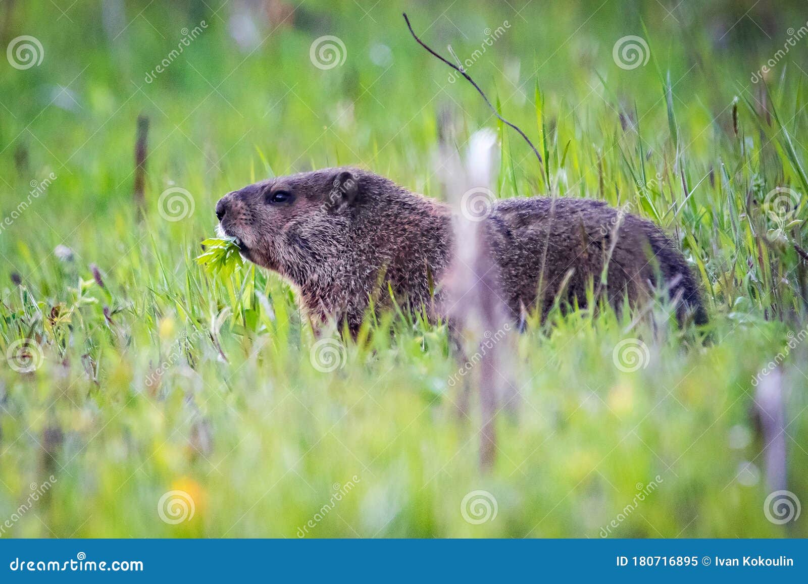 Curious Wild Groundhog on the Field Alone Stock Image - Image of ...