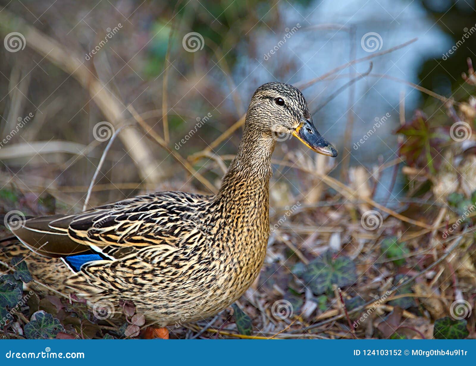 Curious Wild Malard Duck on River Bank Stock Photo - Image of livestock ...