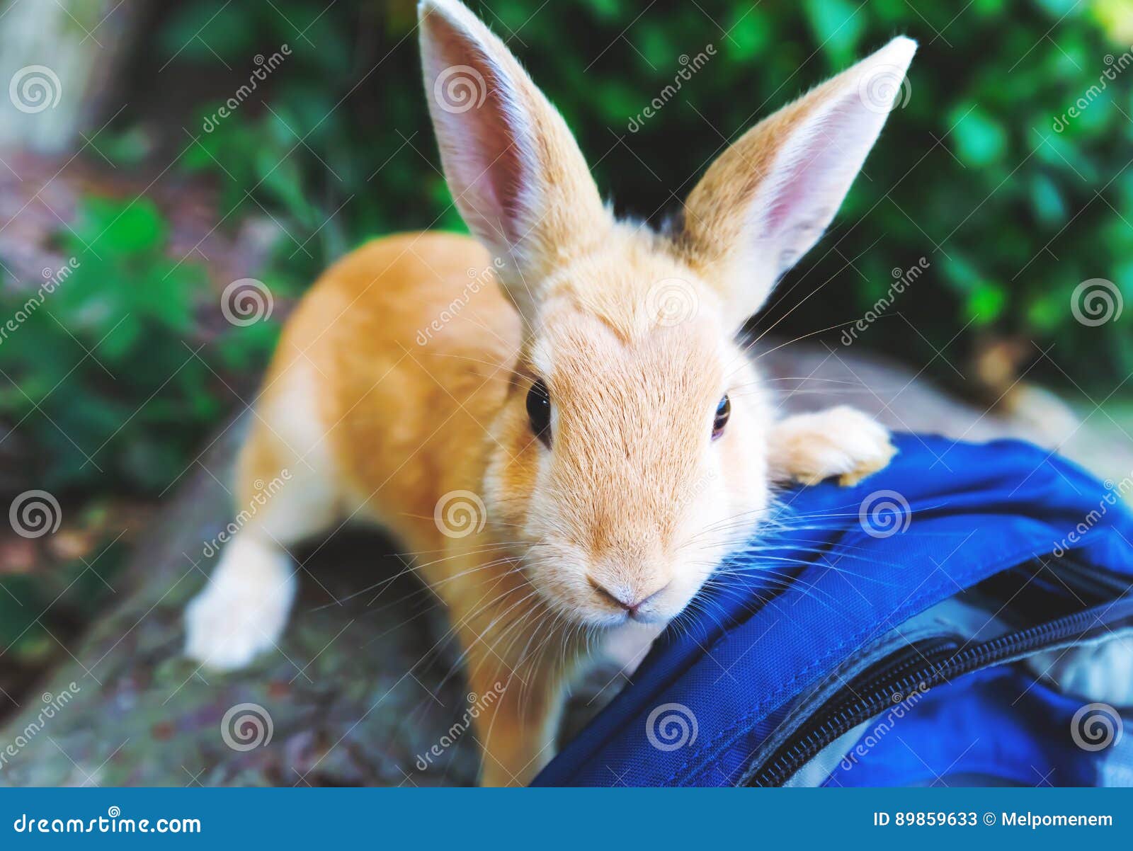 Curious wild rabbit stock image. Image of bunny, spring - 89859633