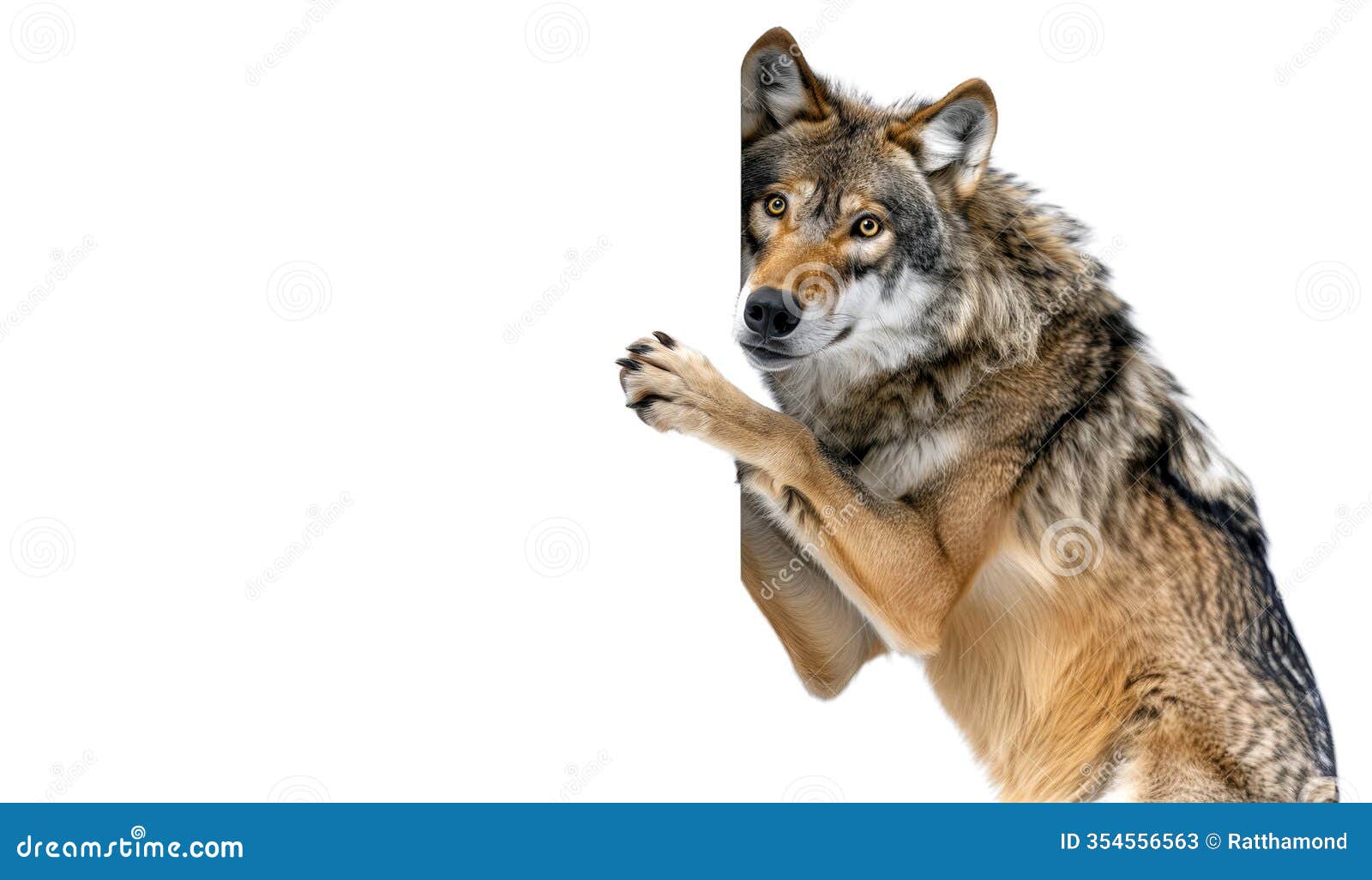 A Curious Wolf Peeks Around a Corner with Its Front Paws. Stock ...