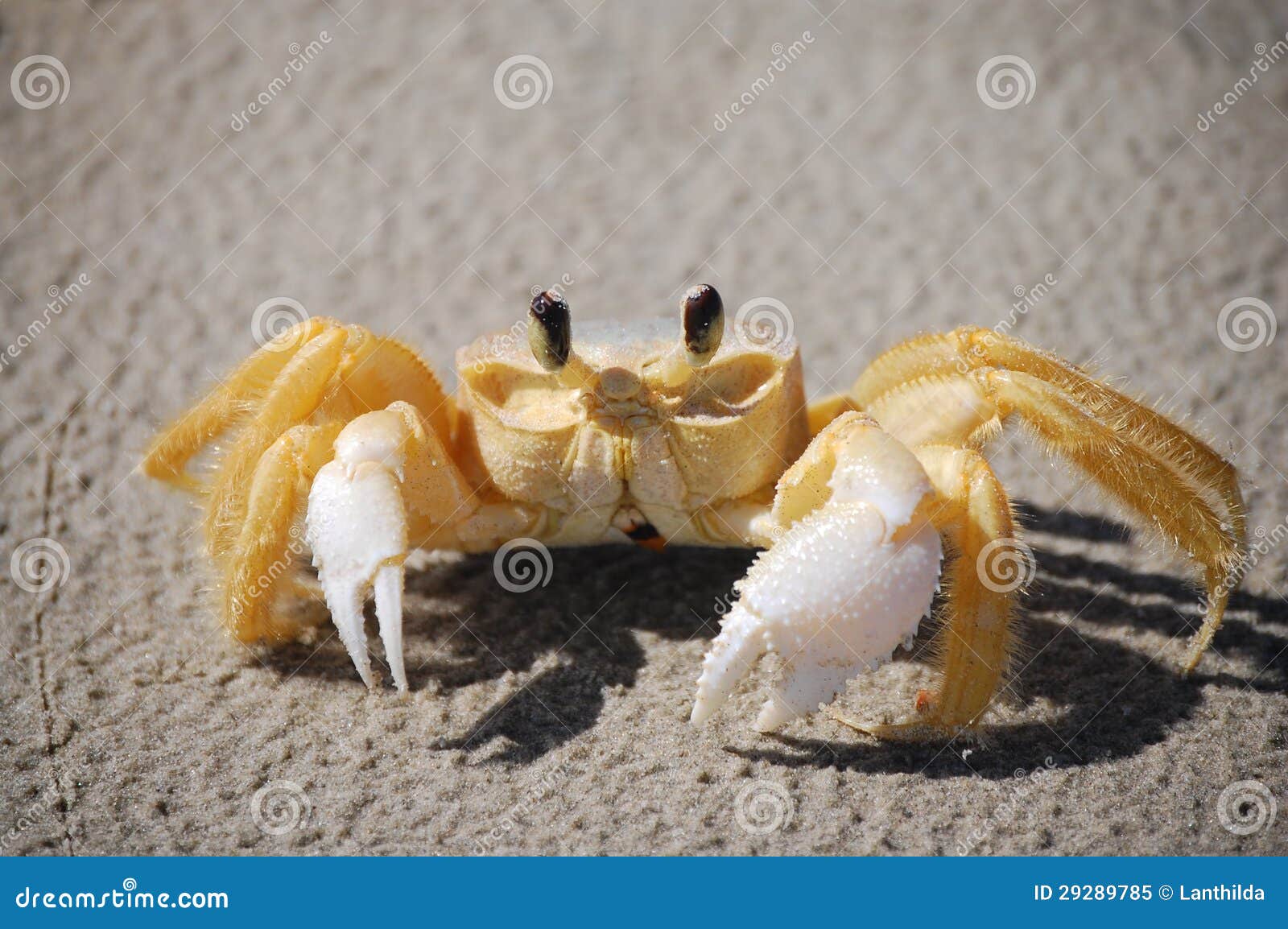 Curious Yellow Crab stock image. Image of shell, aquatic - 29289785
