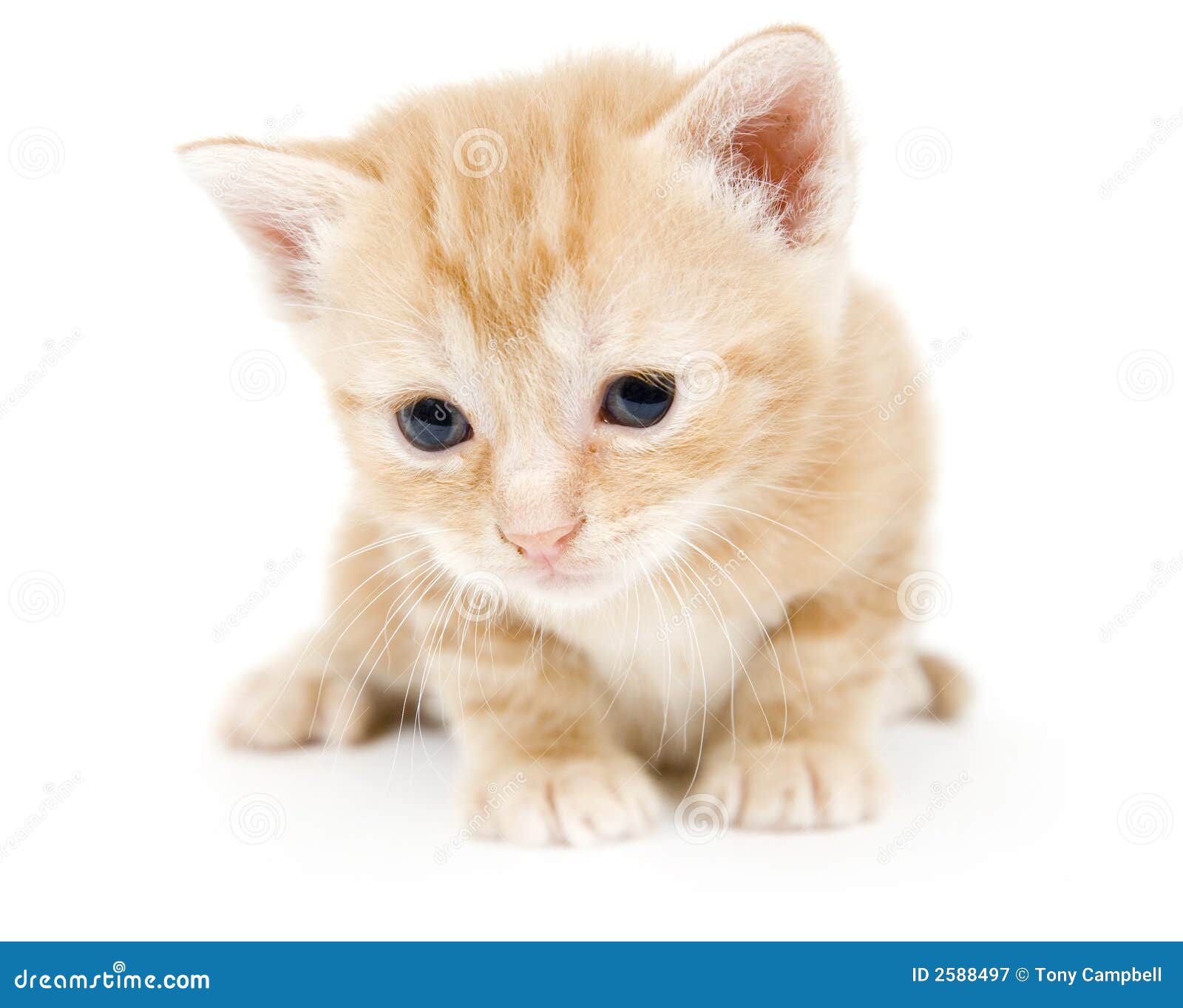Curious yellow kitten stock image. Image of housecat, friend - 2588497 Curious yellow kitten stock image. Image of housecat, friend - 2588497