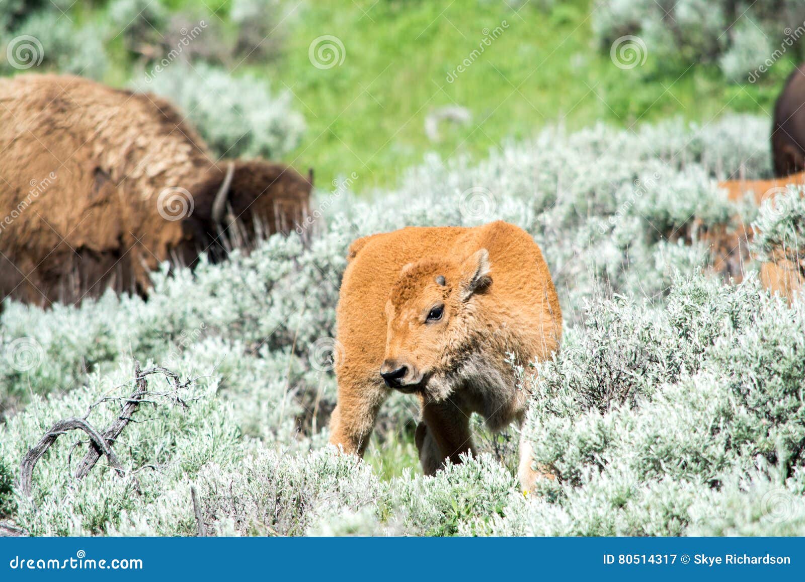 Curious Young Bison Stock Photos - Free & Royalty-Free Stock Photos ...