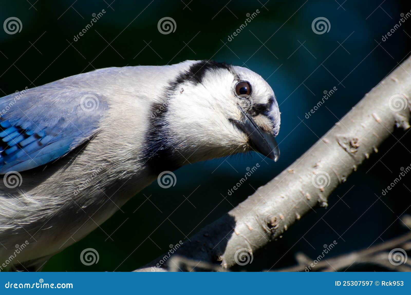 Curious Young Blue Jay Looking You in the Eye Stock Image - Image of ...