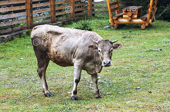 Curious young bull stock photo. Image of standing, farm - 65960178