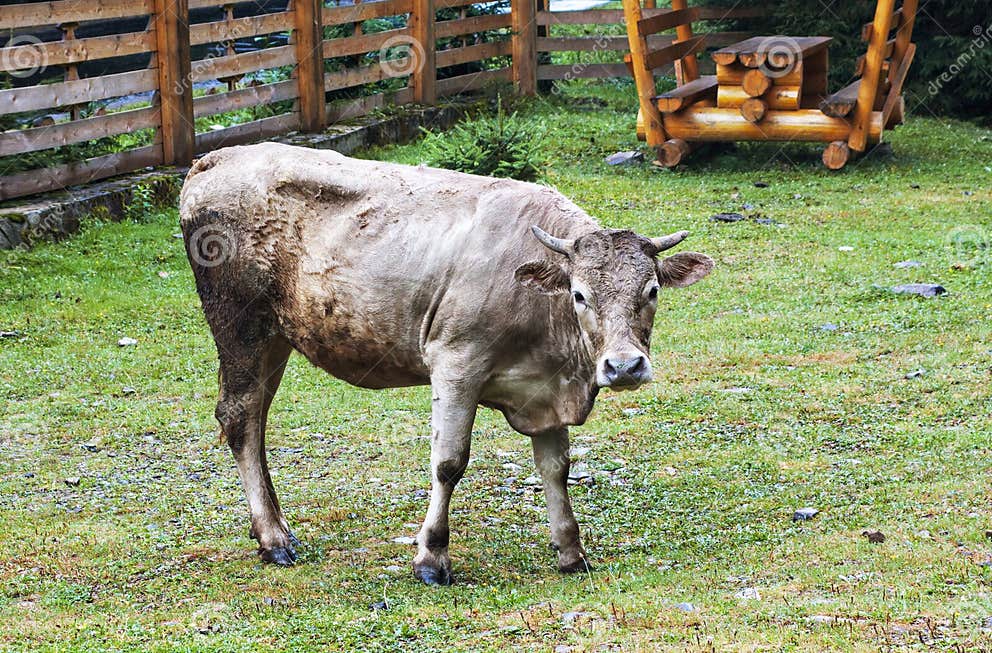 Curious young bull stock photo. Image of standing, farm - 65960178