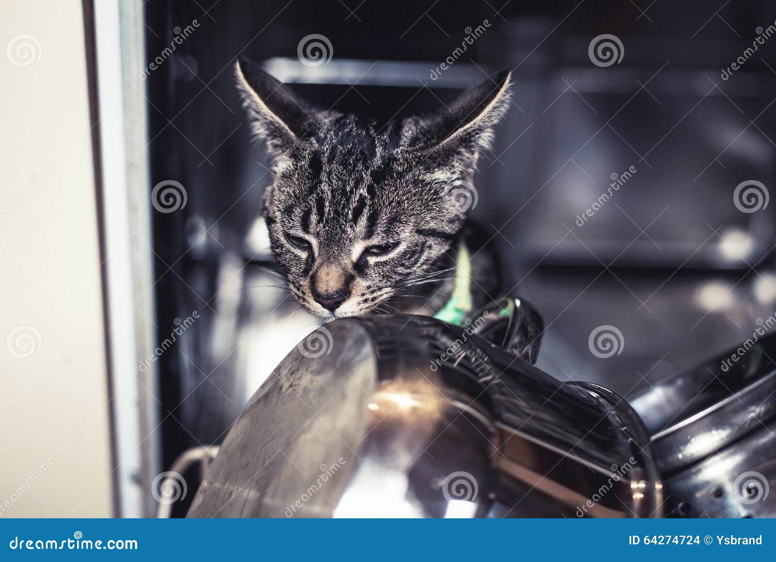 Curious Young Cat Exploring Inside a Dishwasher Stock Photo - Image of ... Curious Young Cat Exploring Inside a Dishwasher Stock Photo - Image of ...