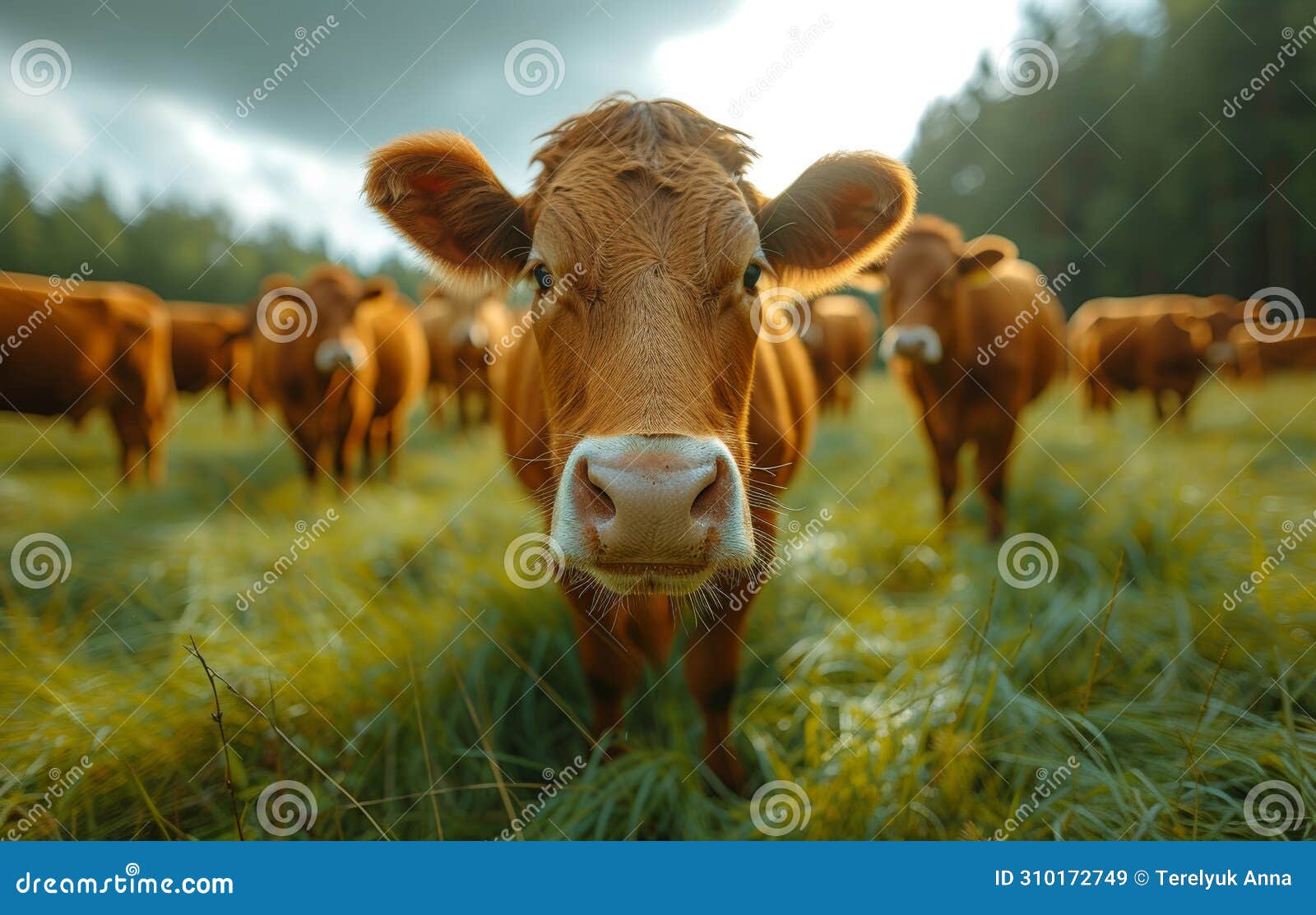 Curious Young Cow Looking at the Camera Stock Image - Image of nature ...