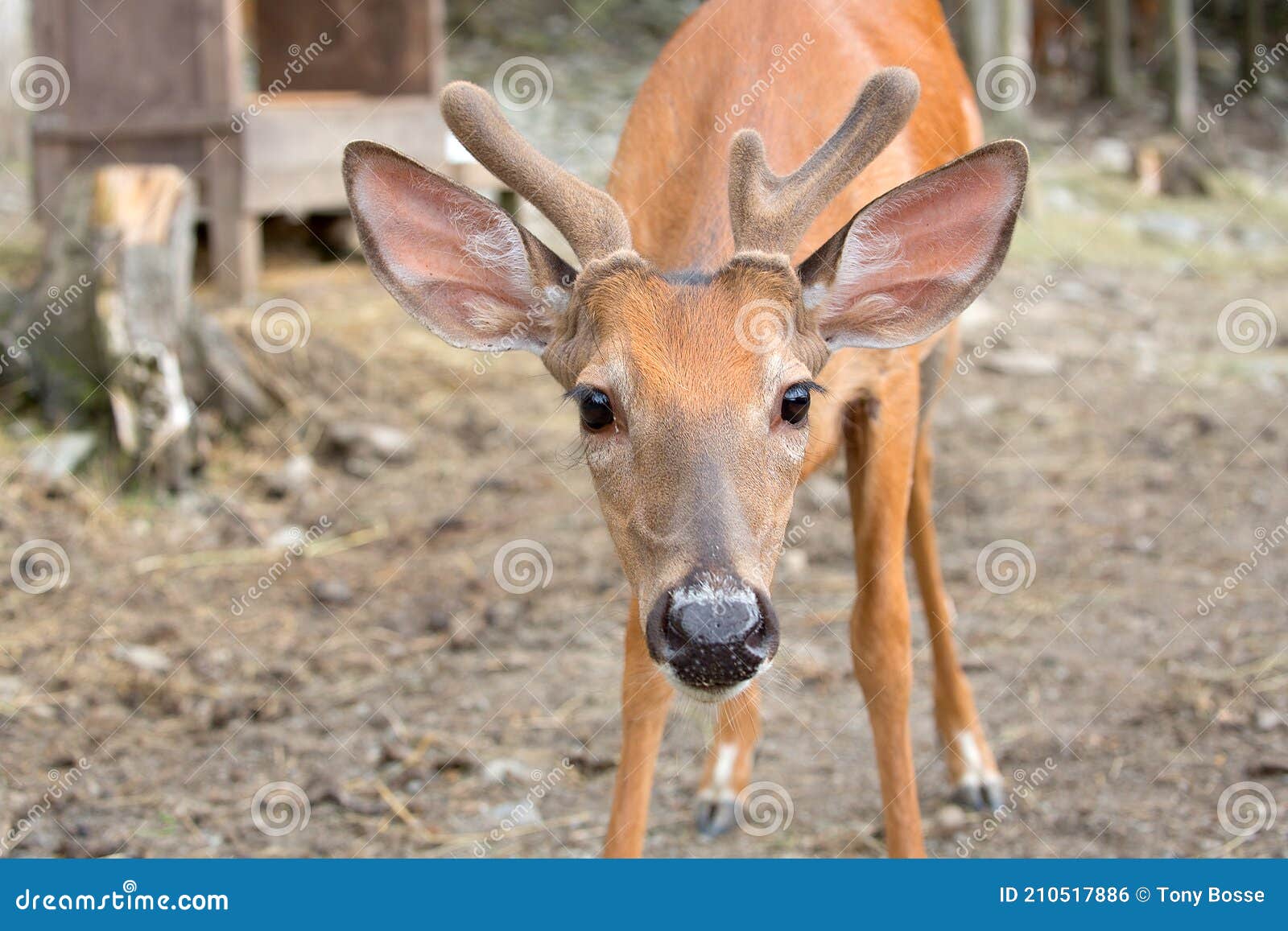 Curious Young Buck stock photo. Image of young, wild - 210517886