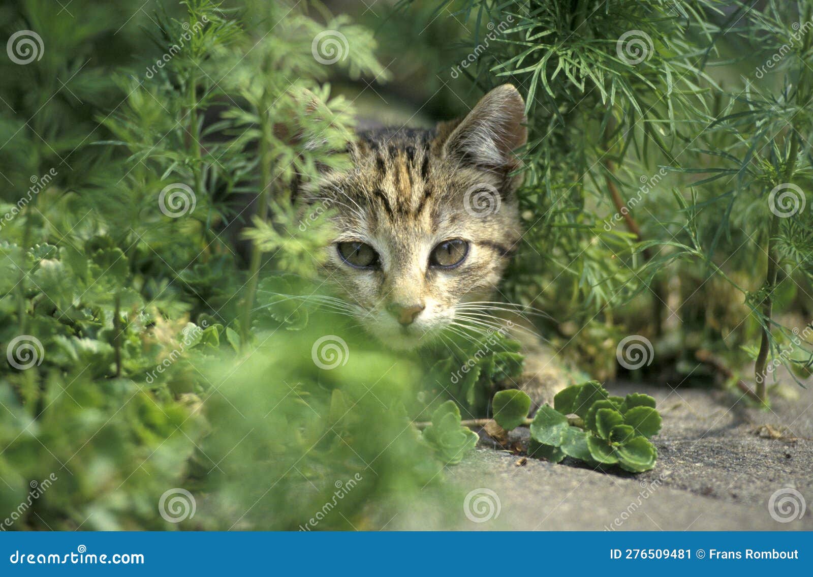 Curious Young Domestic Kitten Hiding in the Garden Stock Image - Image ...