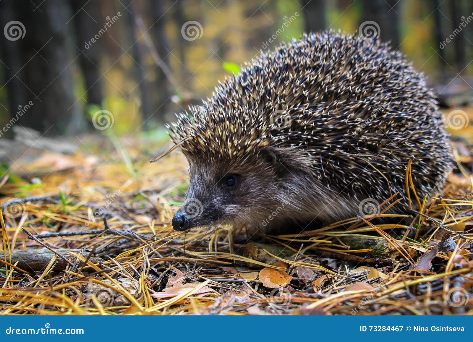 A Curious Young Hedgehog Lives in the Pine Forest Stock Image - Image ...