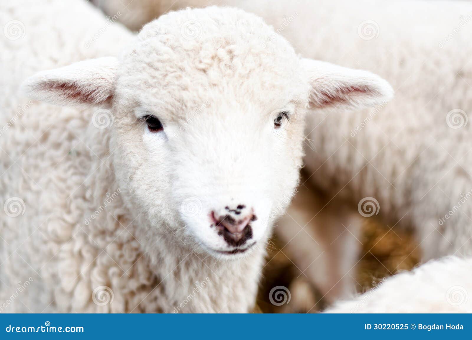 Curious Young Lamb Staring at Camera, Smiling Stock Image - Image of ...